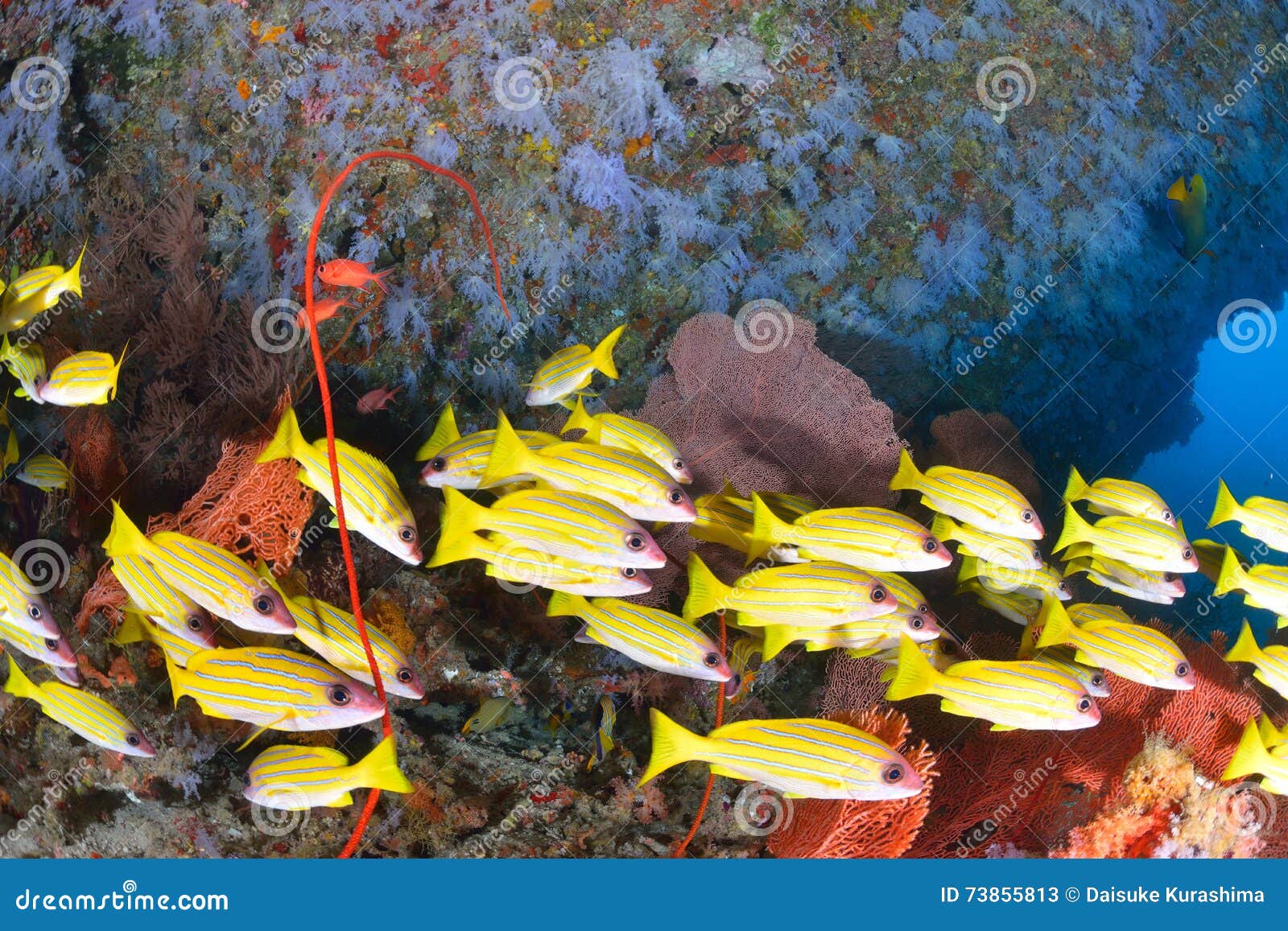 Blue banded snapper stock image. Image of maldives, coral - 73855813