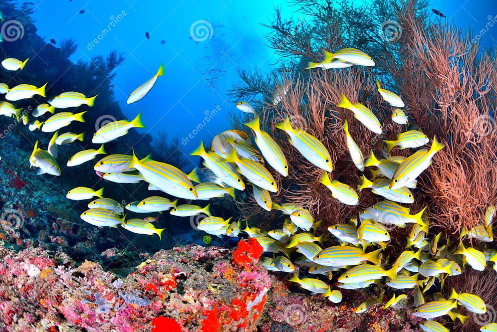 Blue banded snapper stock photo. Image of indian, drop - 73857938