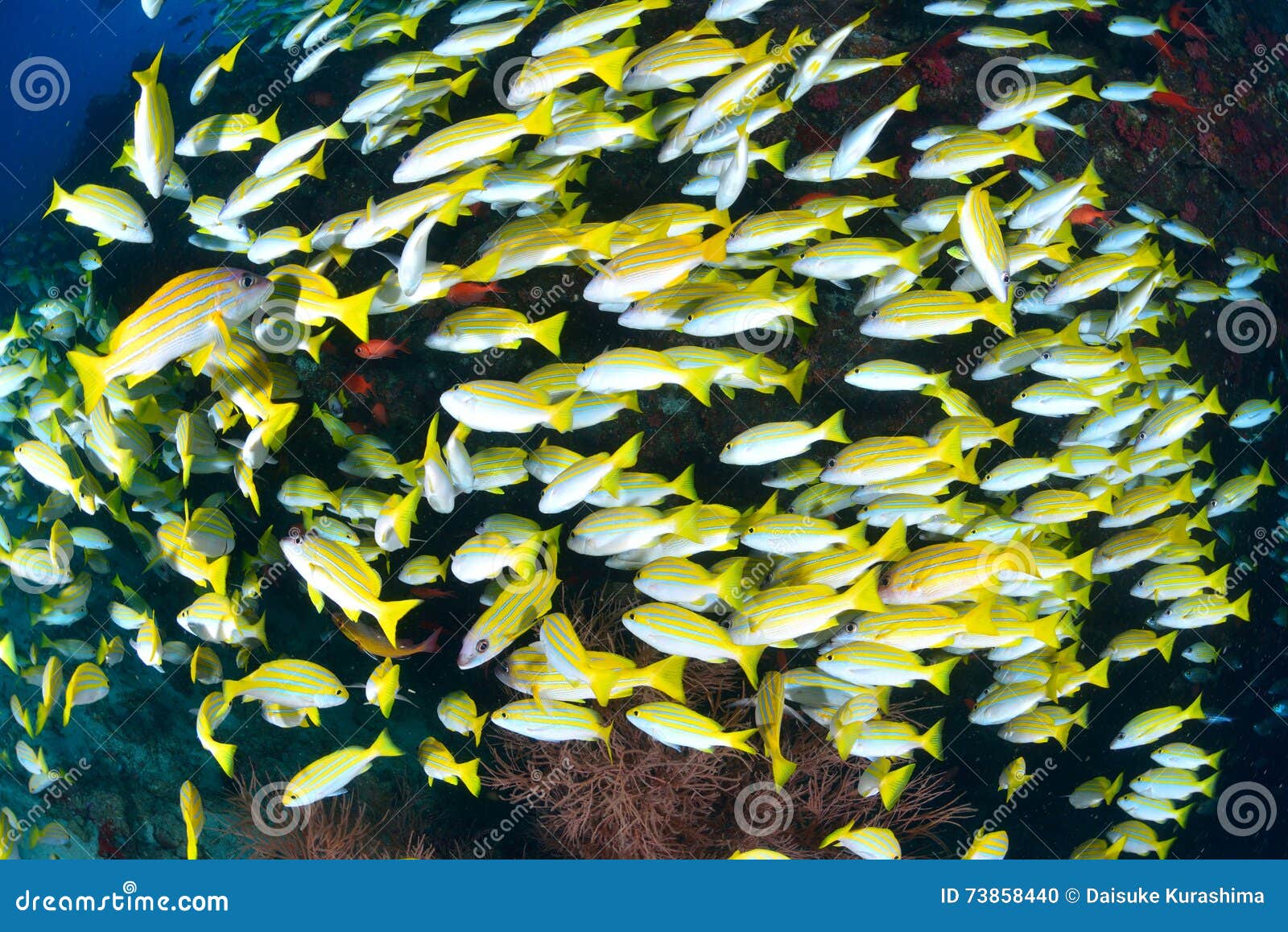 Blue banded snapper stock photo. Image of basslet, fairy - 73858440