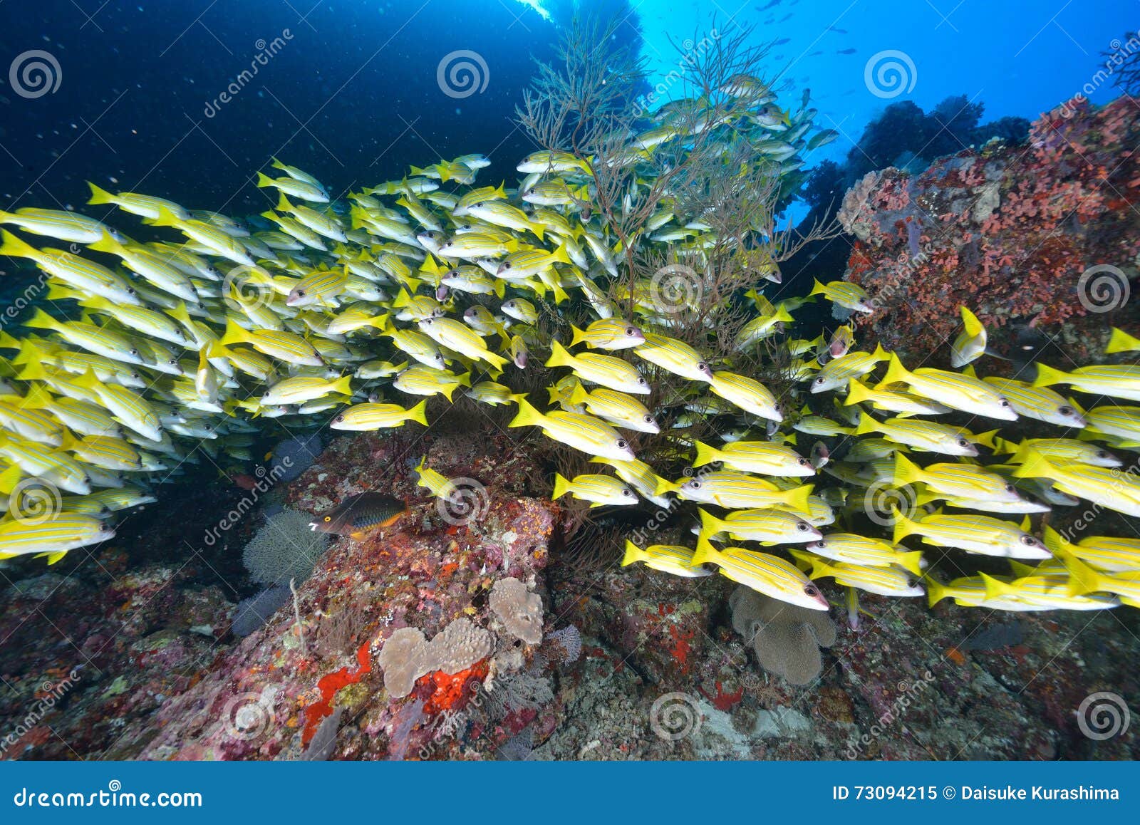 Blue banded snapper stock image. Image of animal, fish - 73094215