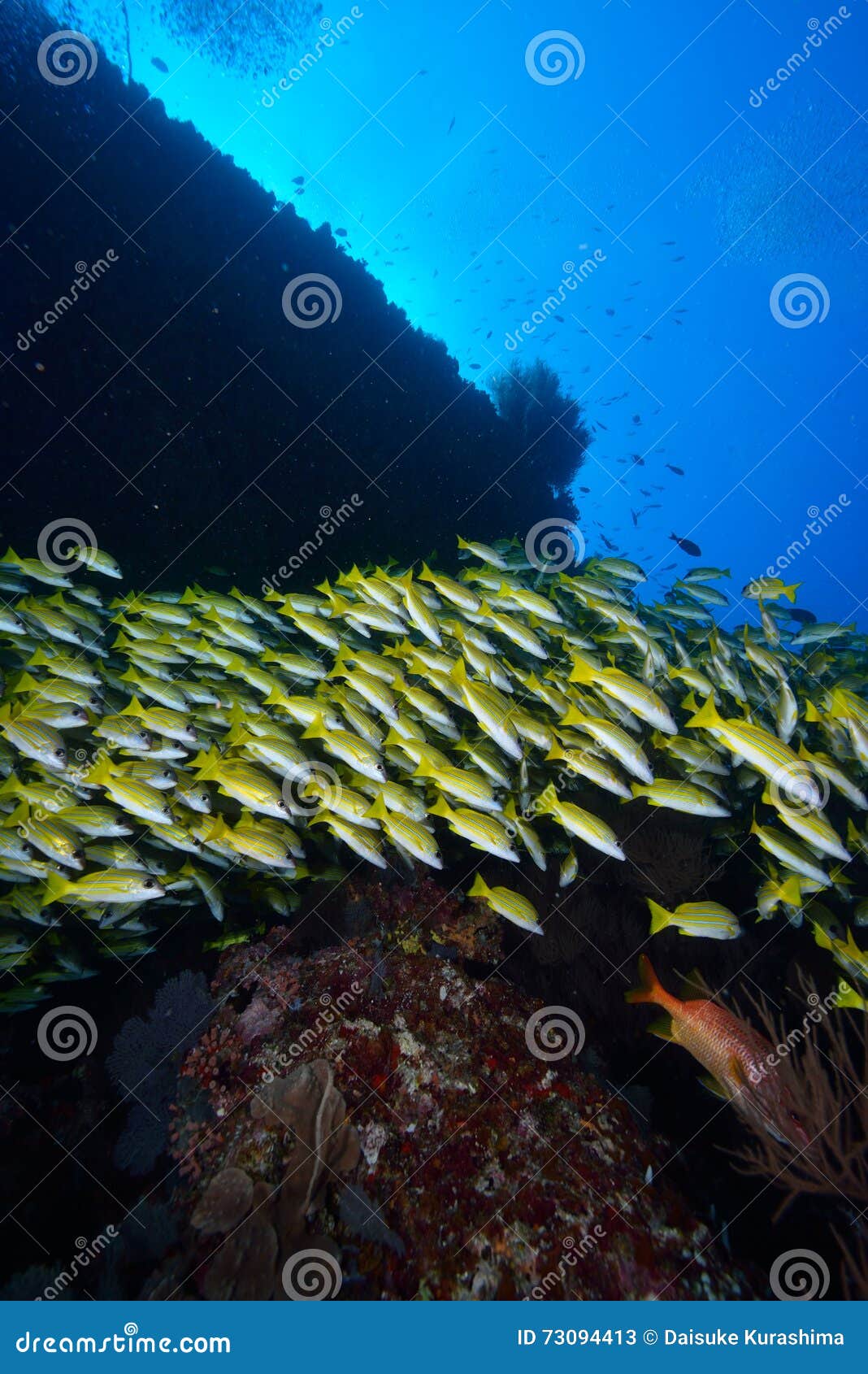 Blue banded snapper stock image. Image of fish, nature - 73094413