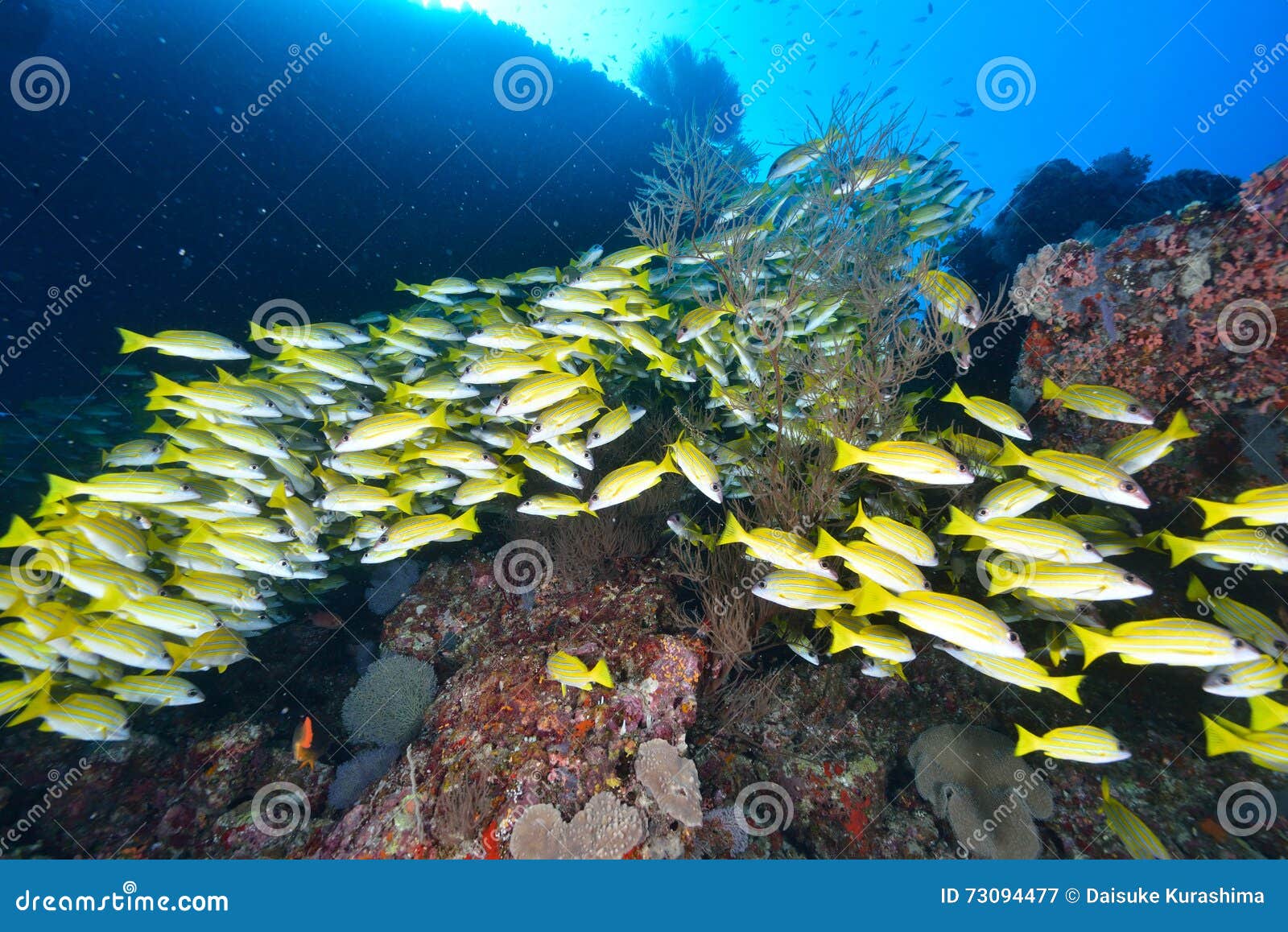 Blue banded snapper stock image. Image of snapper, nature - 73094477