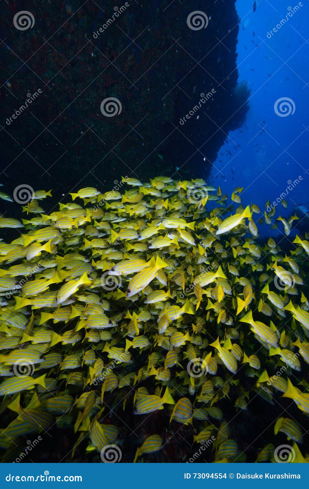 Blue banded snapper stock photo. Image of maldives, blue - 73094554