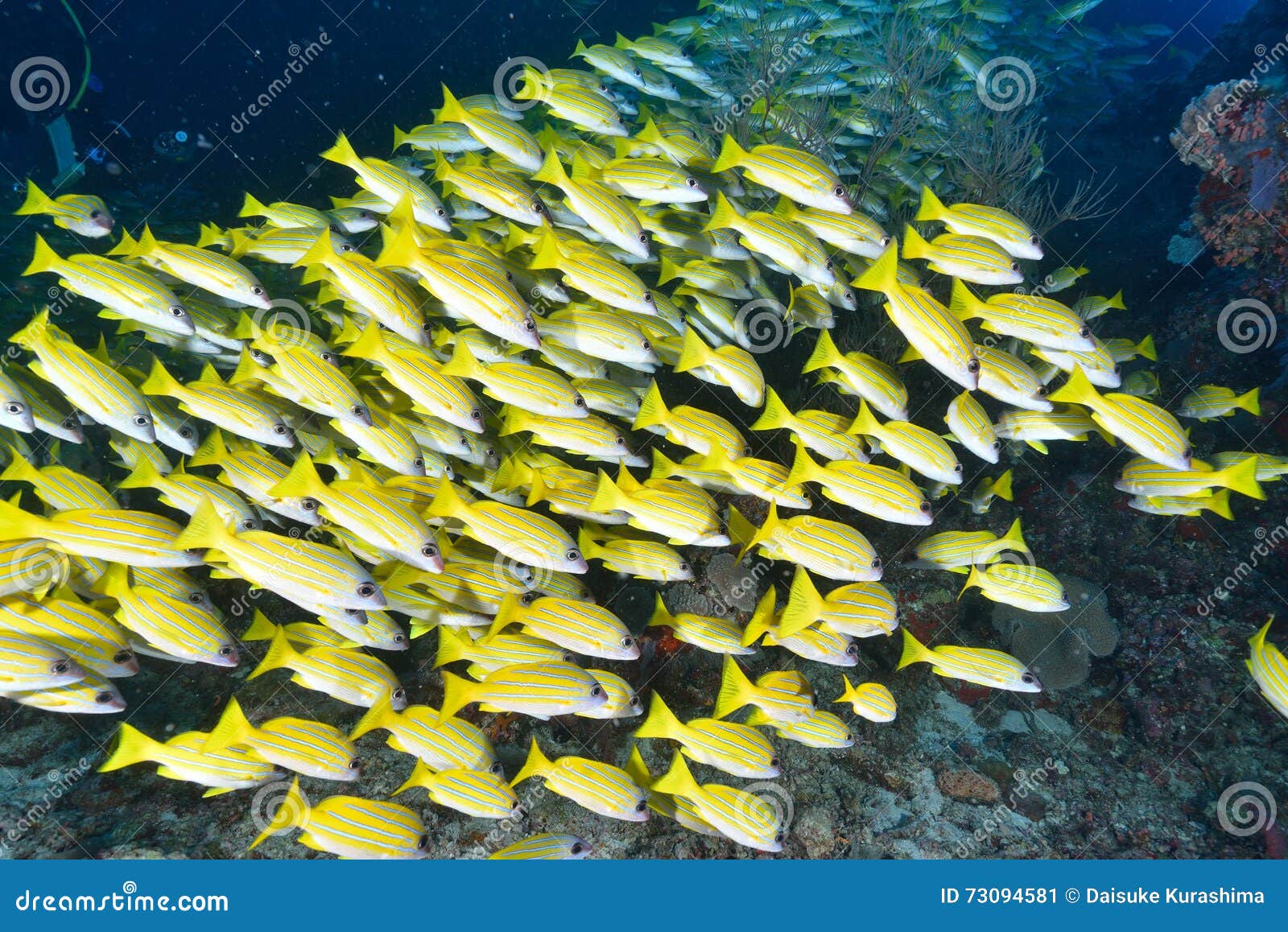 Blue banded snapper stock image. Image of space, malaysia - 73094581