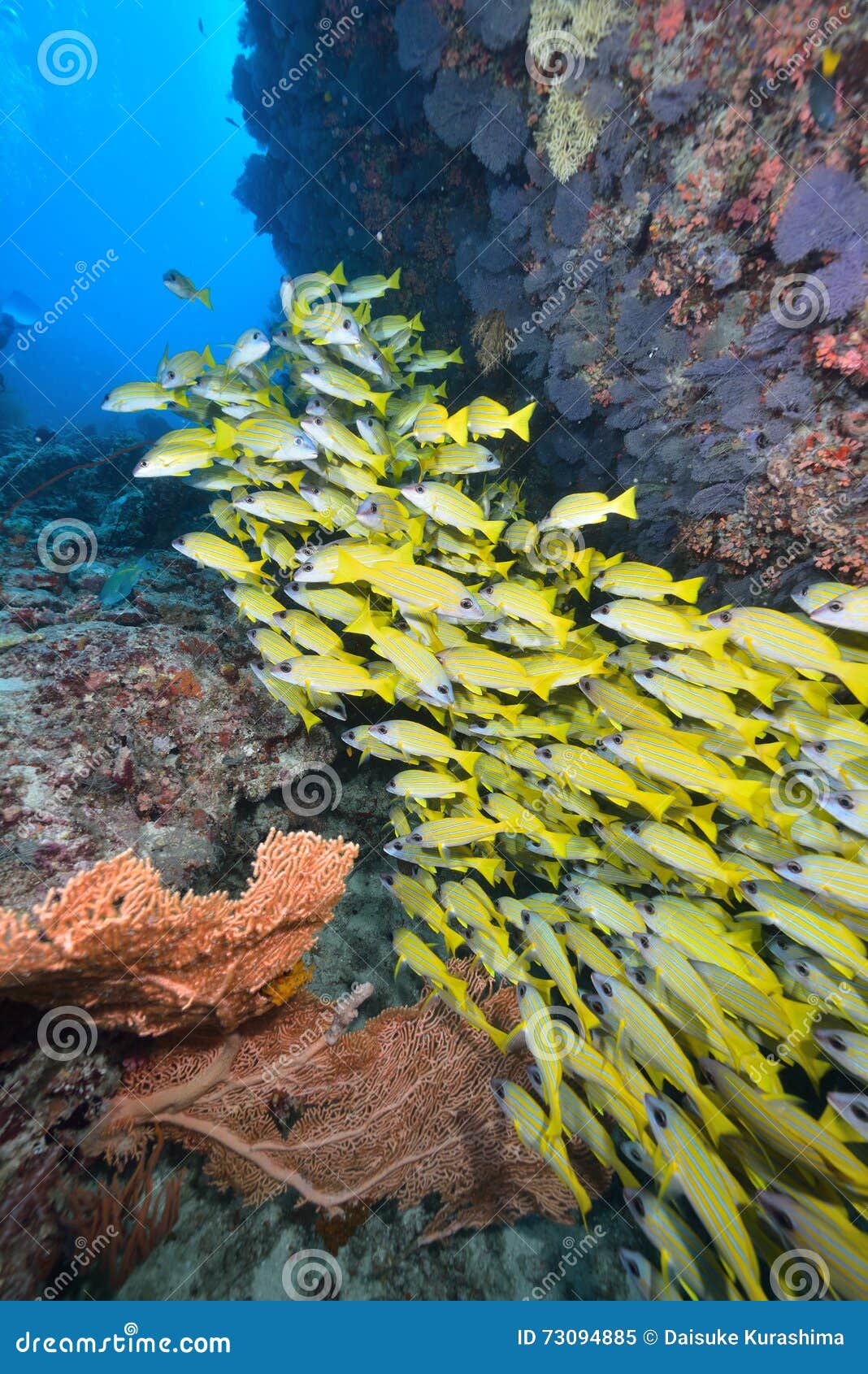 Blue banded snapper stock image. Image of shoal, marine - 73094885