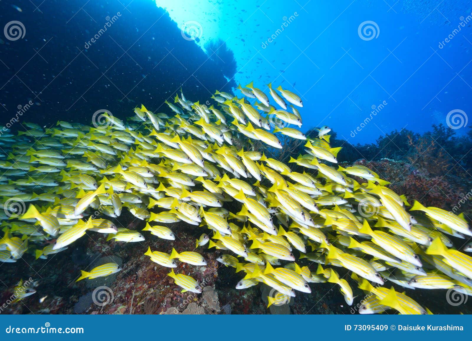 Blue banded snapper stock image. Image of diving, aquatic - 73095409