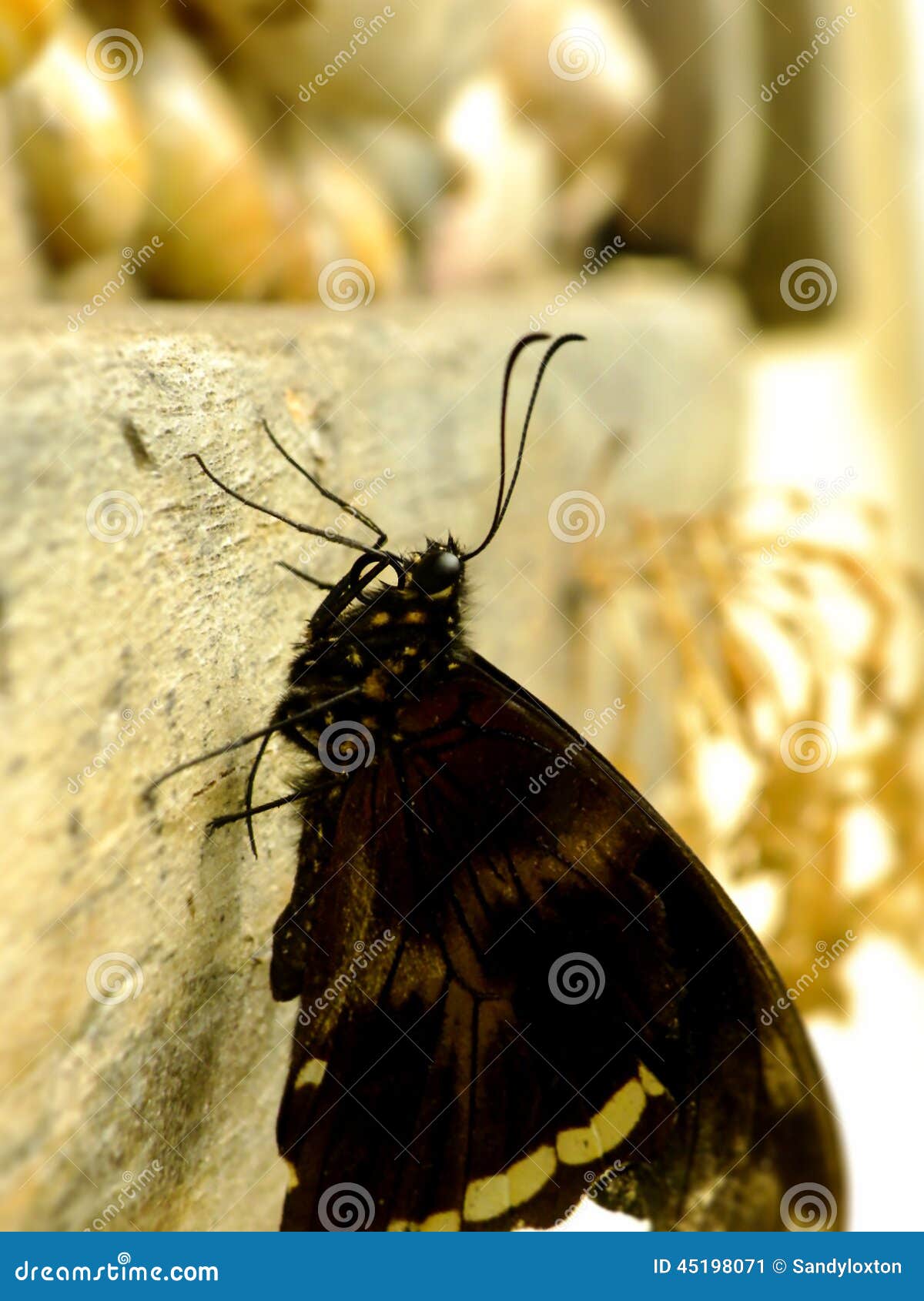 Blue-Banded Swallowtail Butterfly 2 Stock Image - Image of butterfies ...