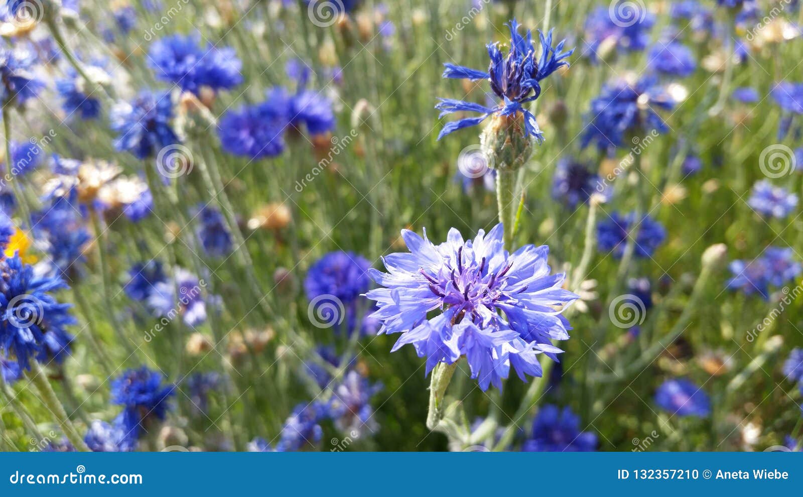 Blue Batchelor Button Flowers Stock Photo - Image of flowers, flower ...