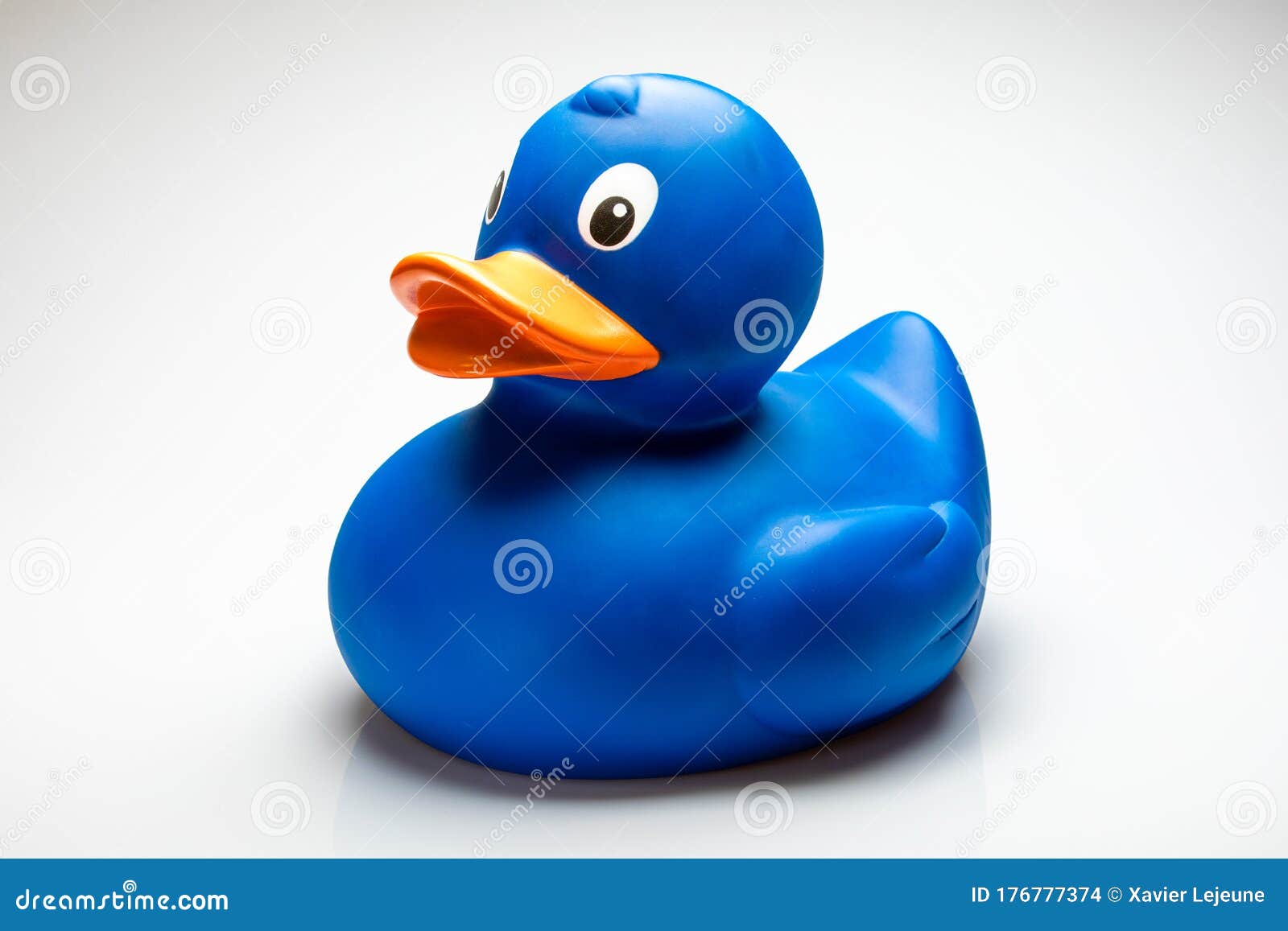 Blue Duck Isolated on White Stock Photo - Image of bird, isolated ...