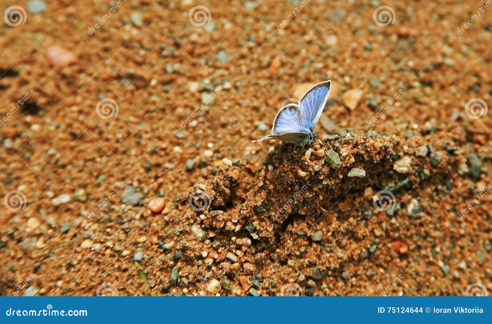 Blue Batterfly on the Ground Stock Photo - Image of environment, nature ...