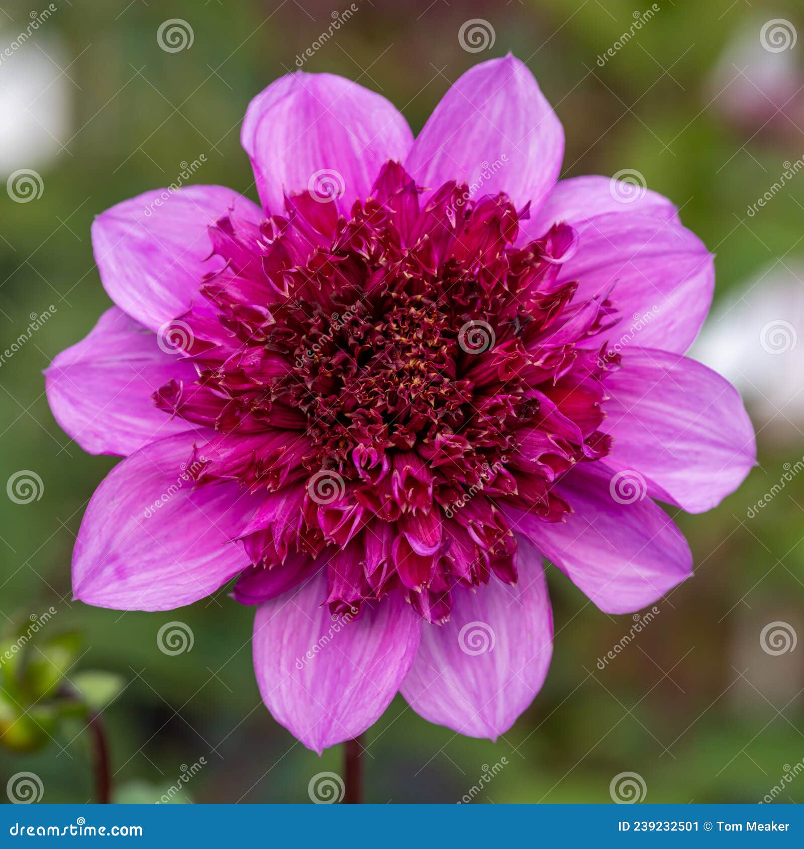 Blue bayou dahlia stock image. Image of colour, outdoors - 239232501