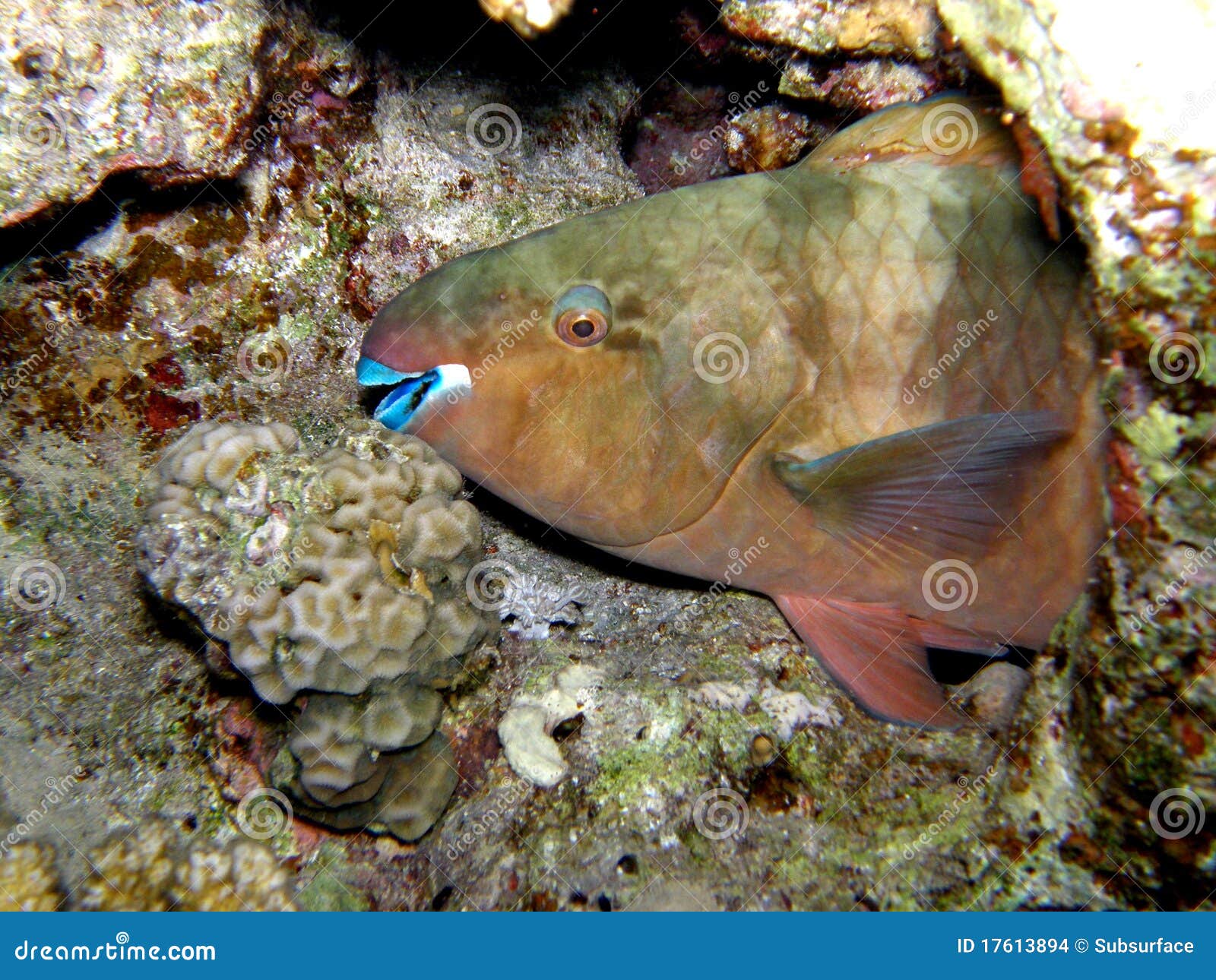 Blue Beak Parrot Fish Hiding at Night - Close Up Stock Photo - Image of ...
