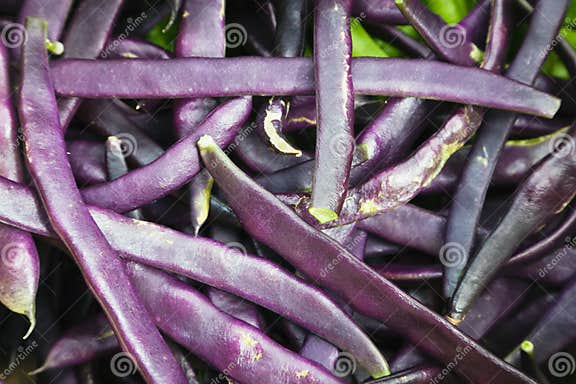 Blue beans stock image. Image of organic, harvest, summer - 15957589