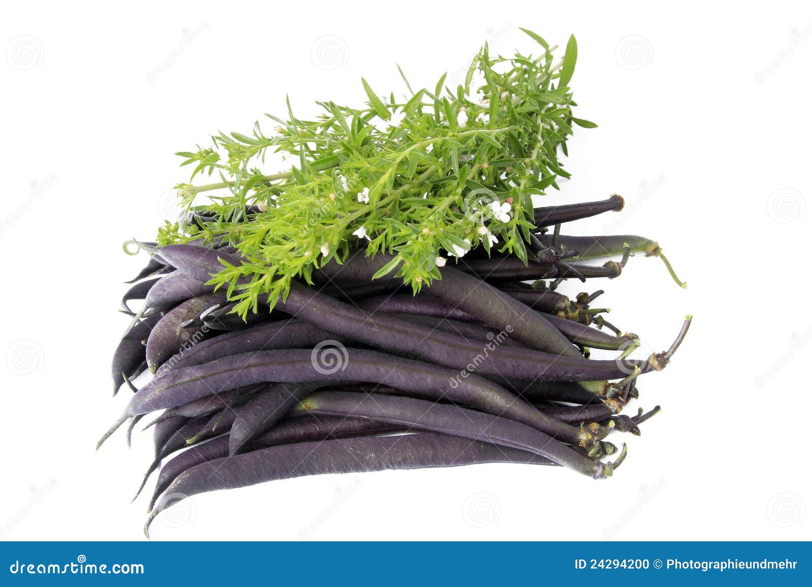 Blue beans stock photo. Image of beans, crops, lamiaceae - 24294200
