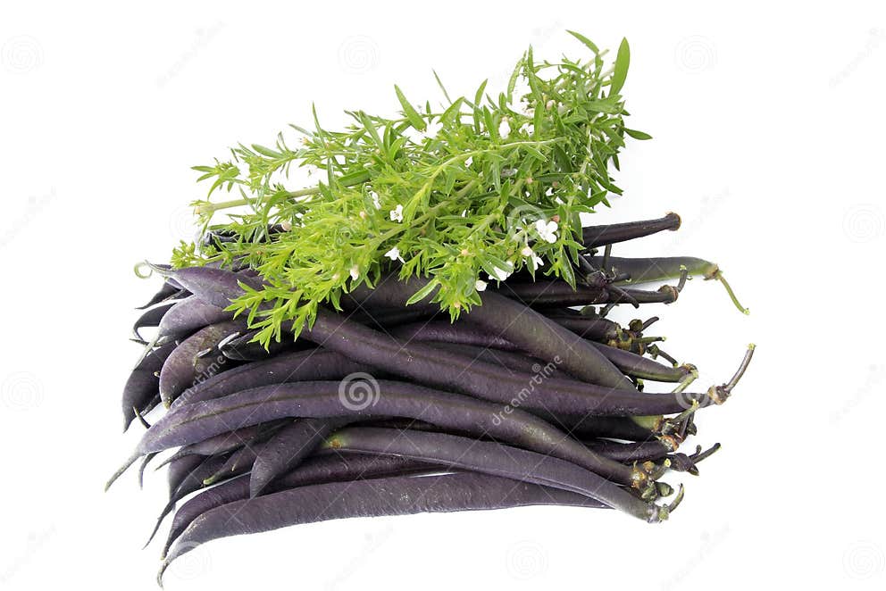 Blue beans stock photo. Image of beans, crops, lamiaceae - 24294200