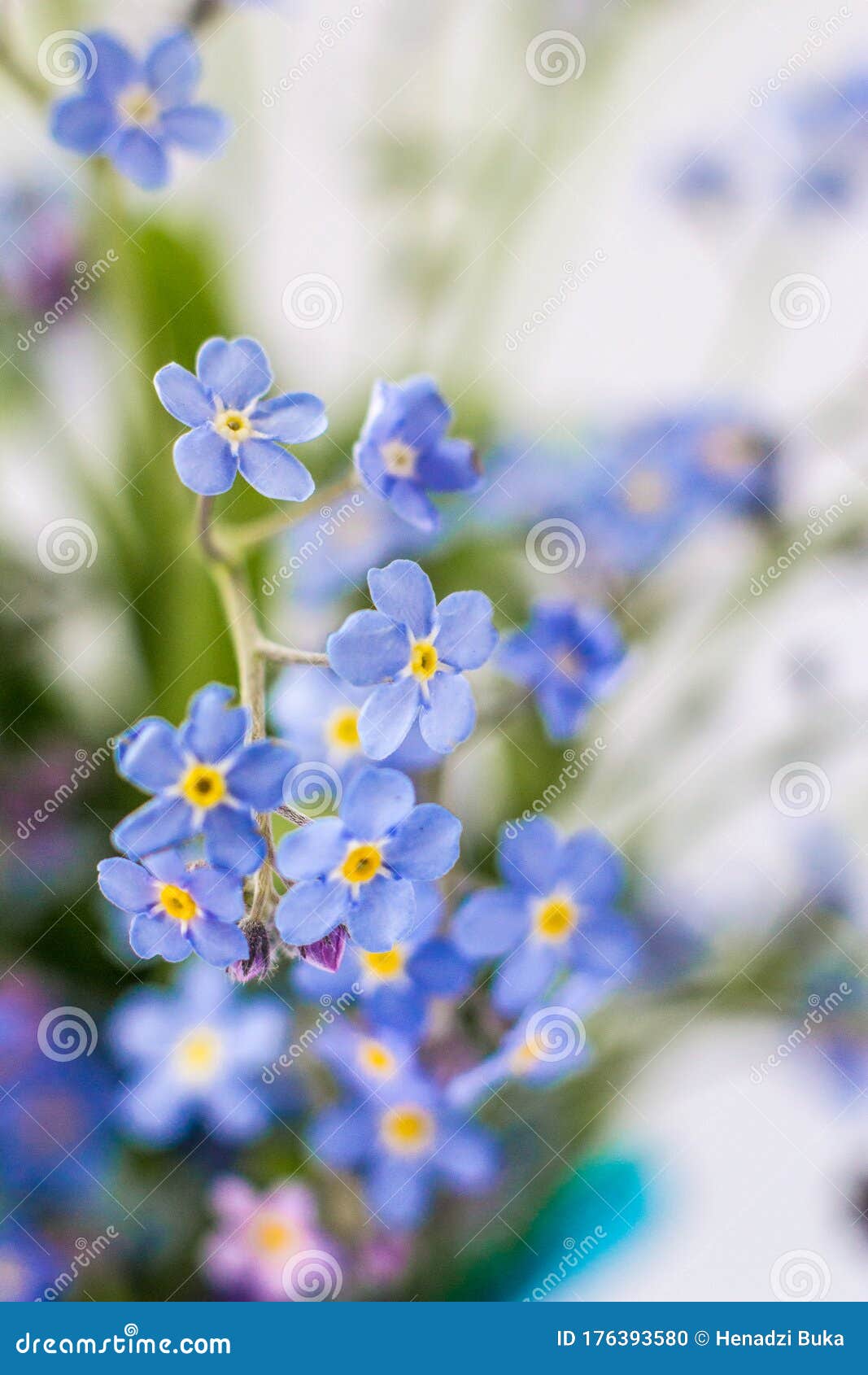 Blue Beautiful Flower Forget Me Not Stock Photo - Image of color ...