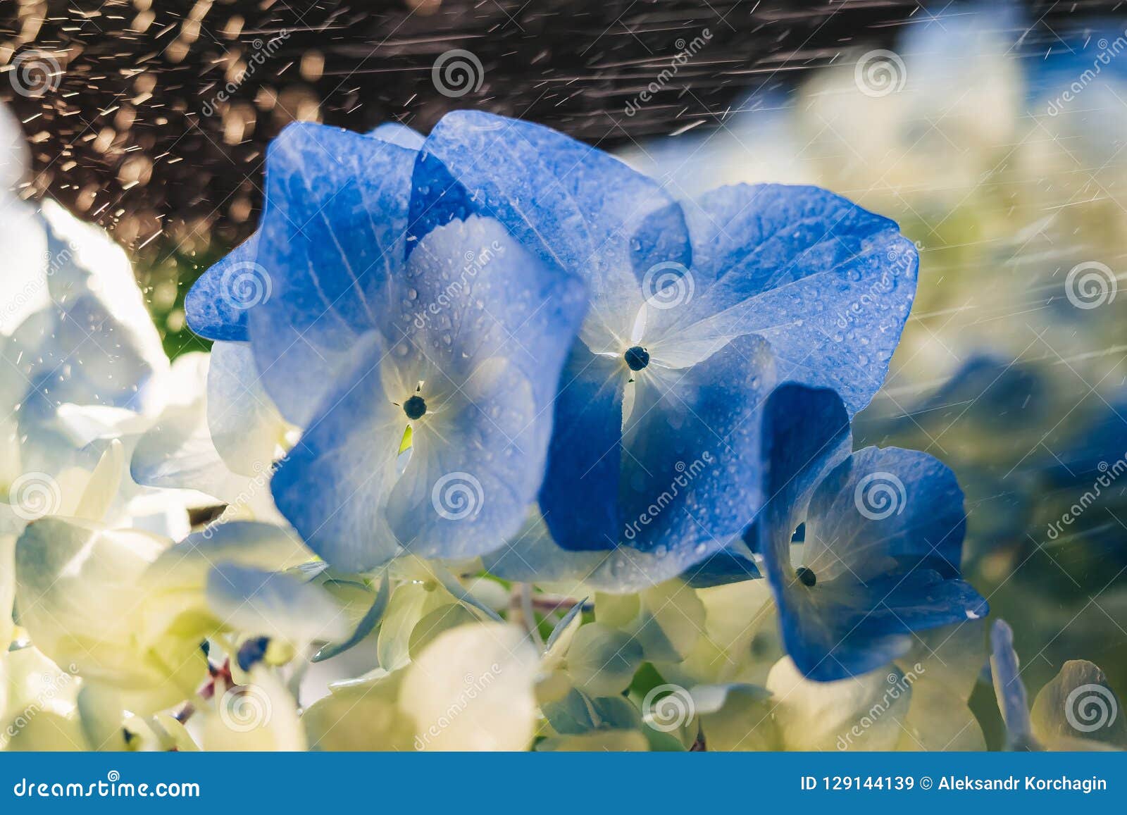 Blue Beautiful Hydrangea Flowers in Rain Stock Image - Image of plant ...