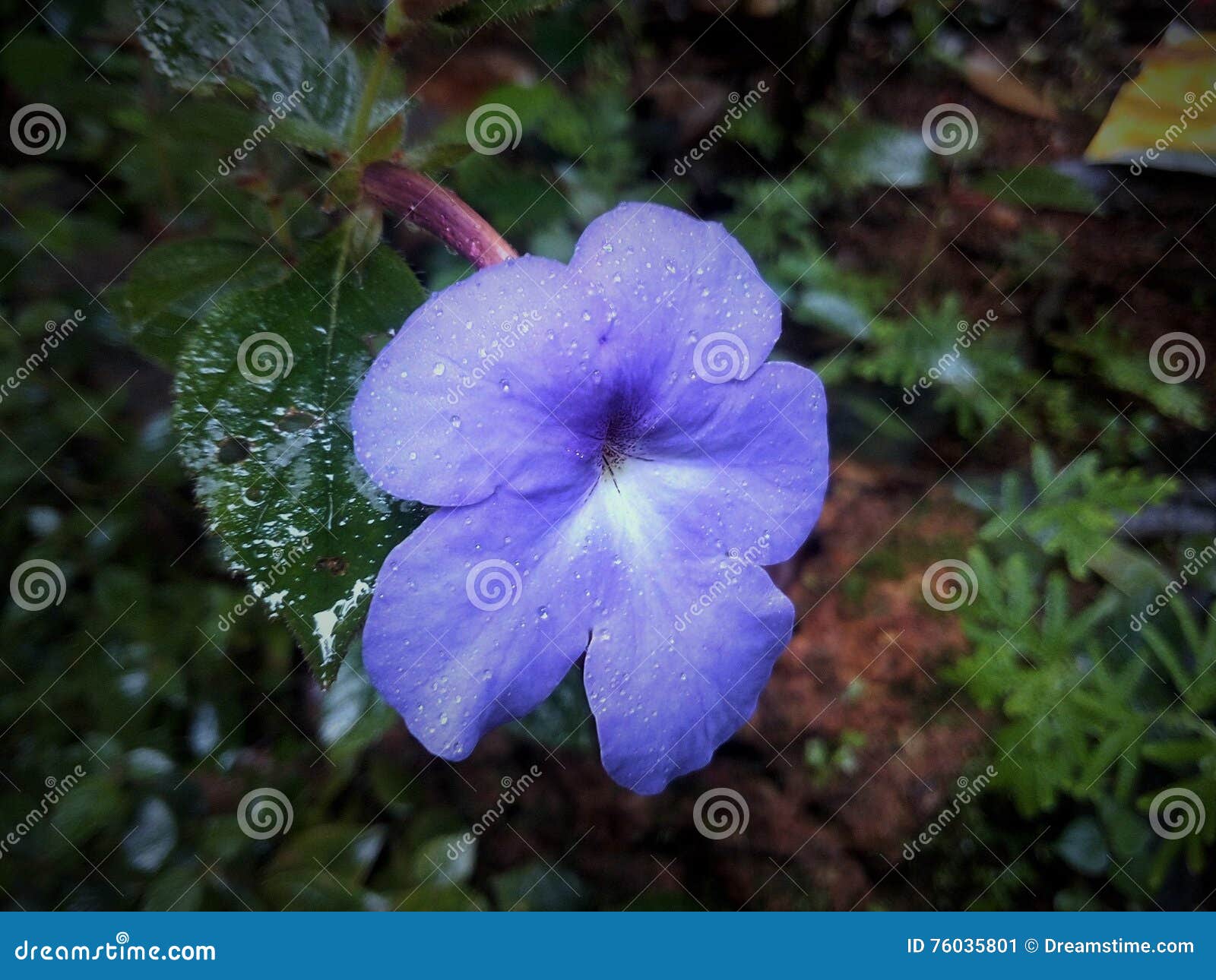 Samll World Stock Photos - Free & Royalty-Free Stock Photos from Dreamstime