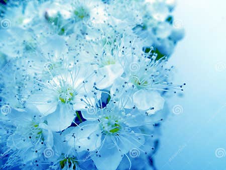 Blue beauty stock photo. Image of fine, beautiful, moonlight - 841144