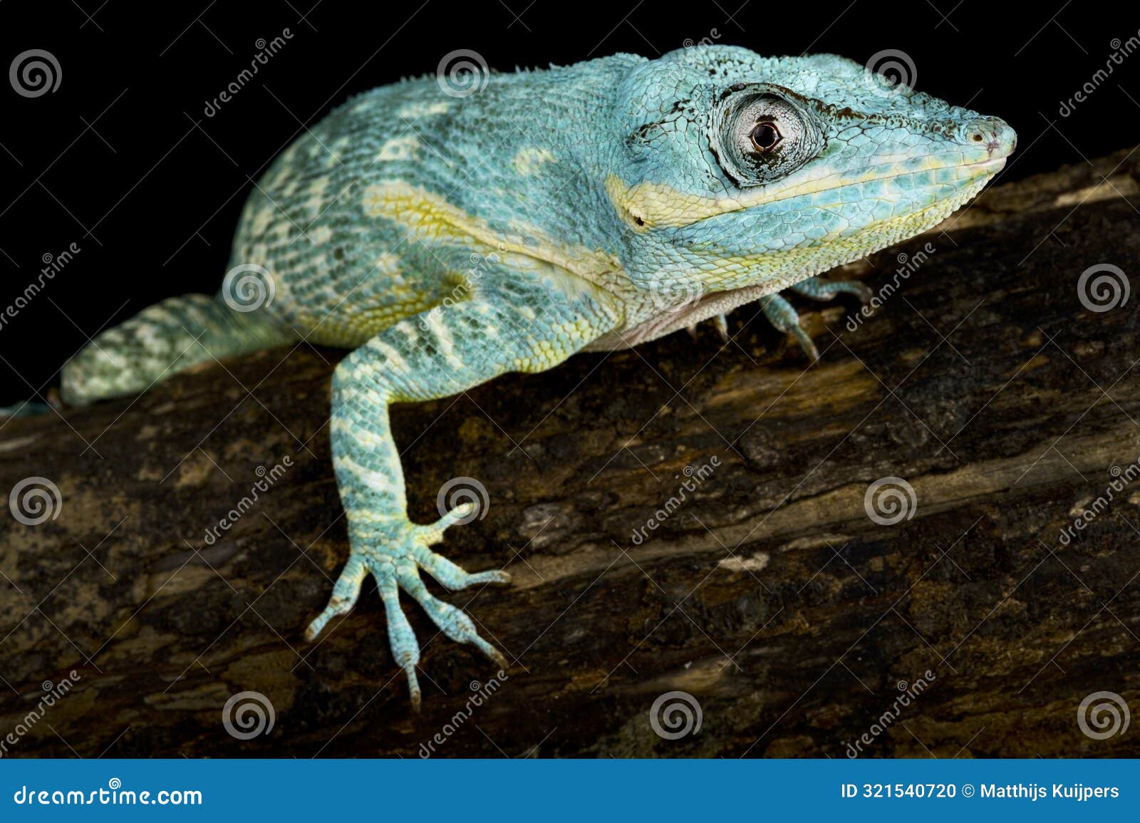 Endangered Cuban Gar Fish, Atractosteus Tristoechus, Swimming In A ...
