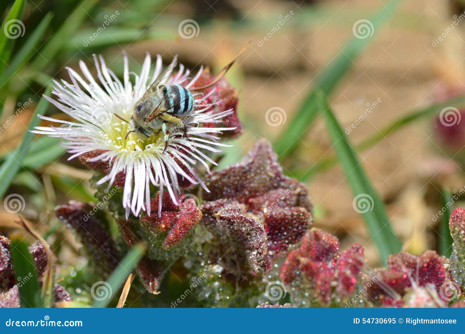 Blue bee stock image. Image of amegilla, spring, cingulata - 54730695