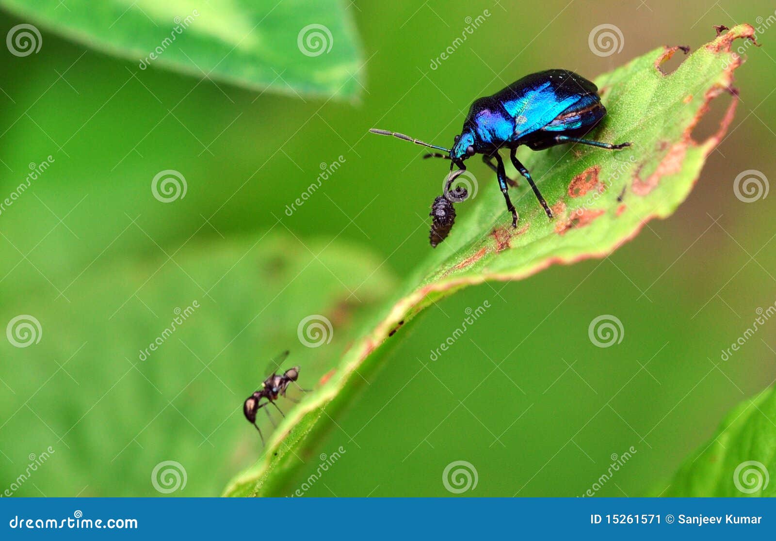 Blue beetle stock image. Image of flight, outdoor, plant - 15261571