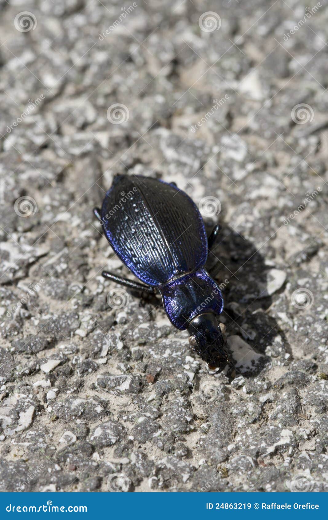 Blue beetle stock image. Image of blue, black, asphalt - 24863219
