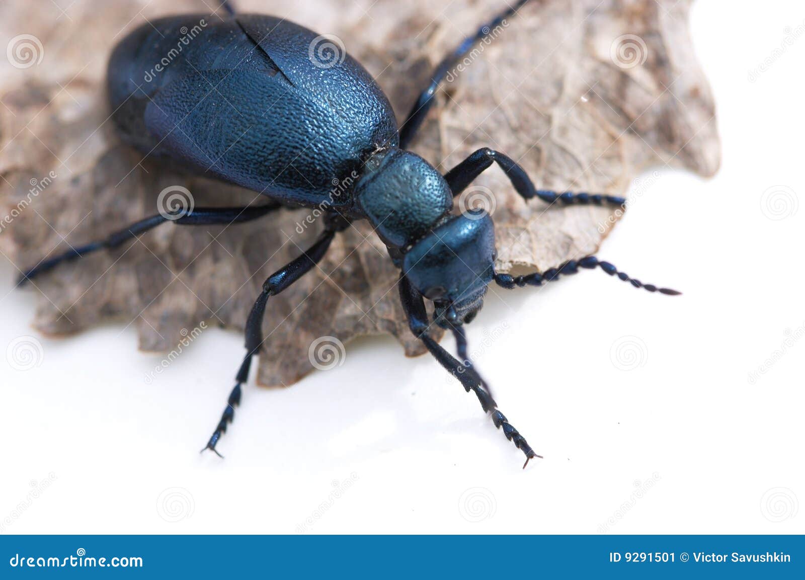 Blue beetle stock image. Image of isolated, look, meadow - 9291501