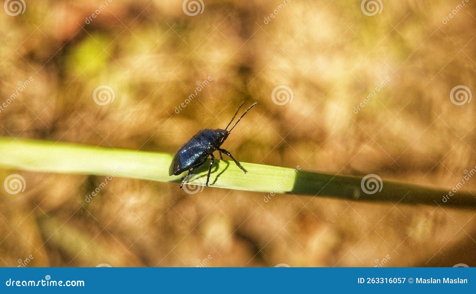 The Blue Beetle Altica Cyanea Weber Perched on a Small Leaf Stock Image ...