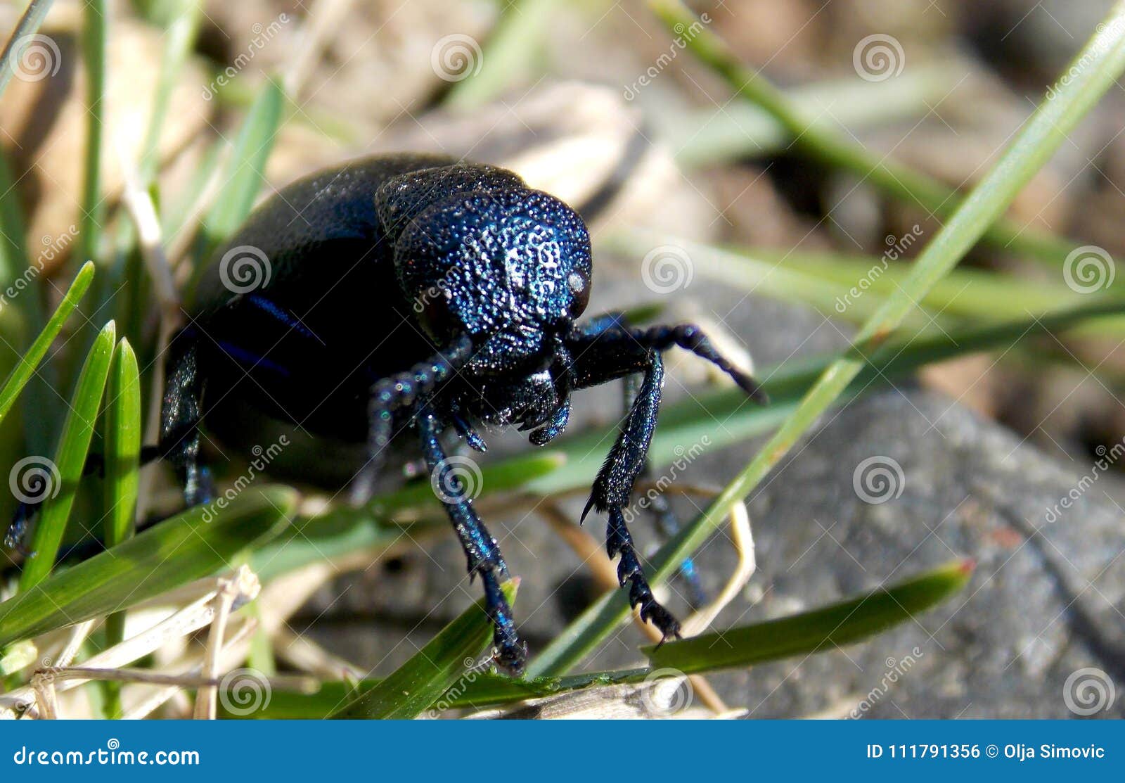 Blue beetle stock photo. Image of color, insect, blue - 111791356