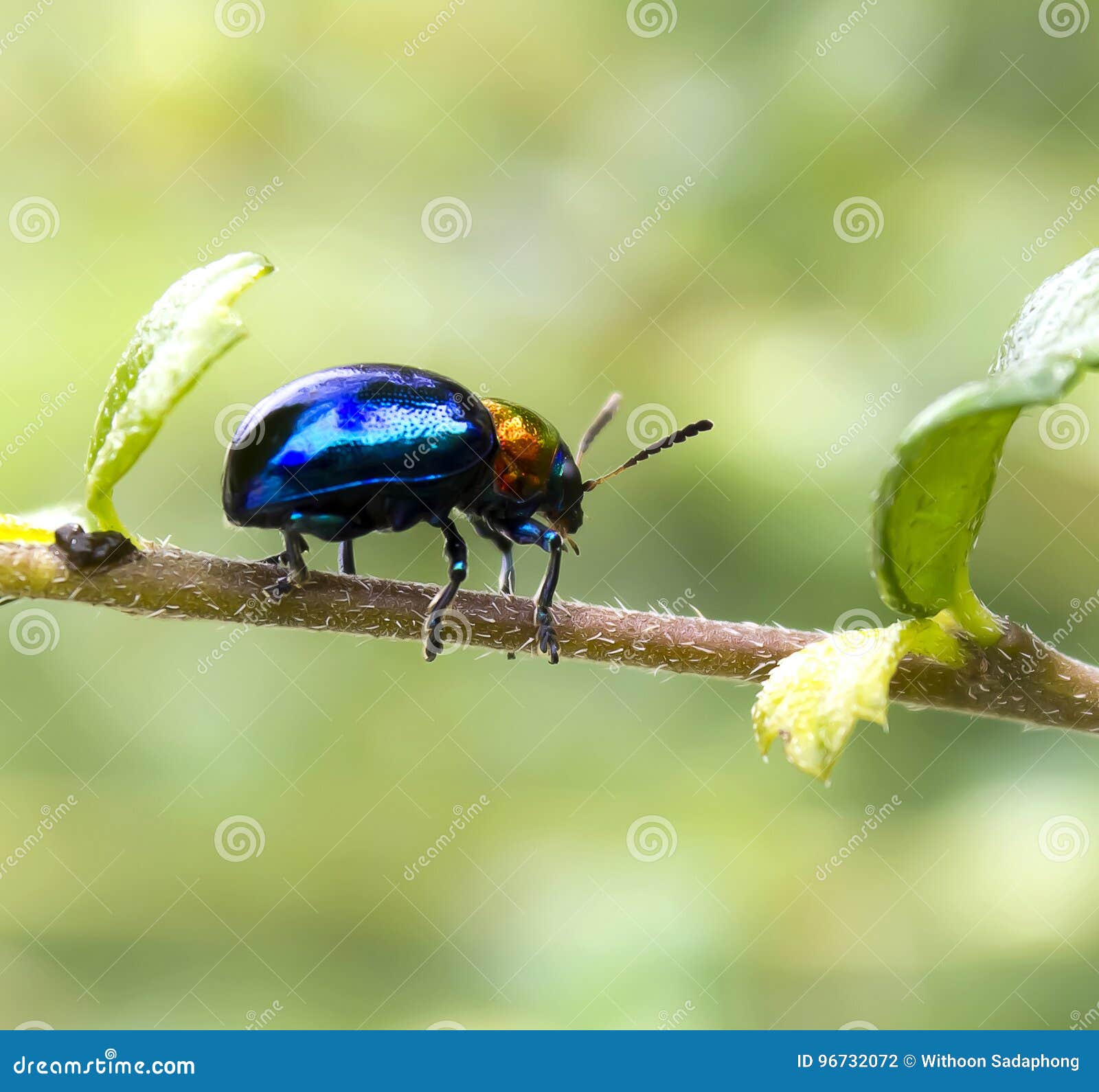 Blue beetle. stock photo. Image of insect, summer, green - 96732072