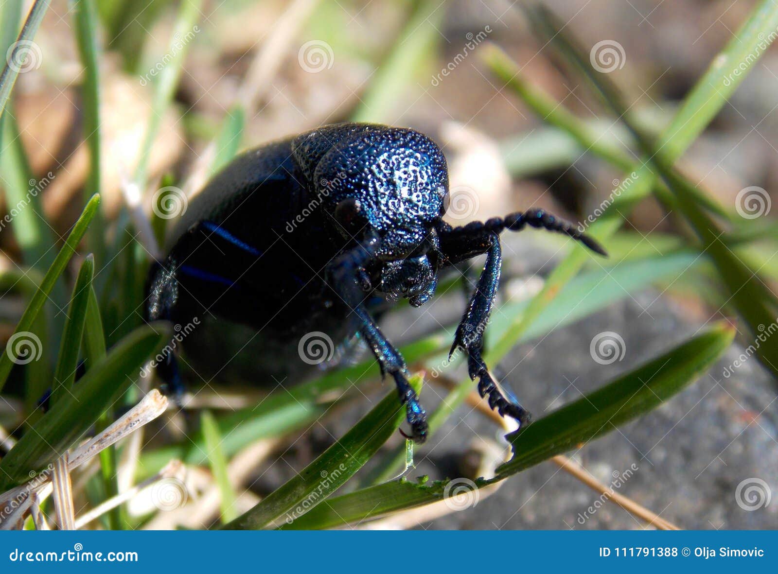 Blue beetle stock photo. Image of blue, color, insect - 111791388