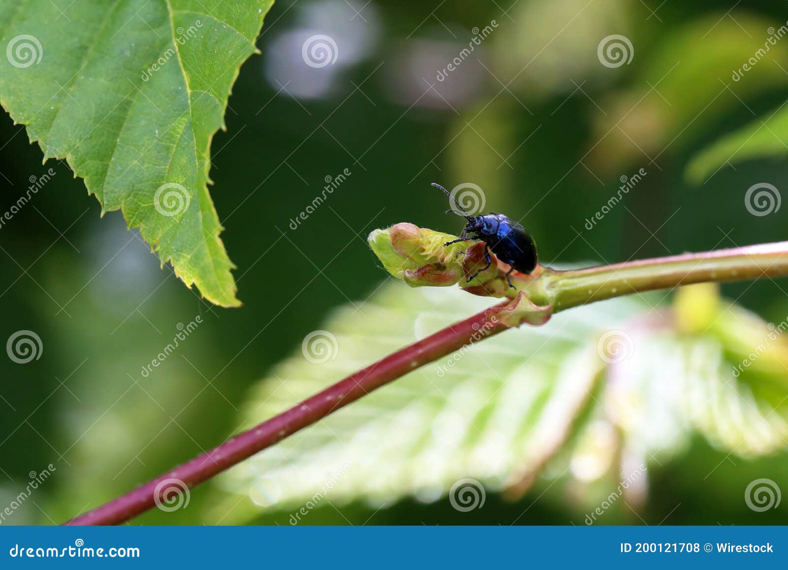 Blue Beetle on a Tree Branch Stock Photo - Image of fauna, plant: 200121708