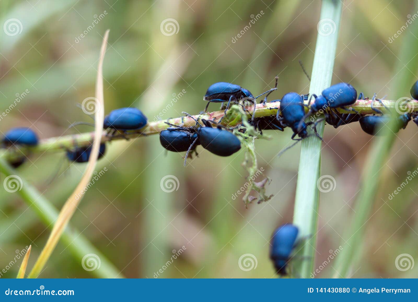 Blue beetles on a stick stock photo. Image of hatched - 141430880