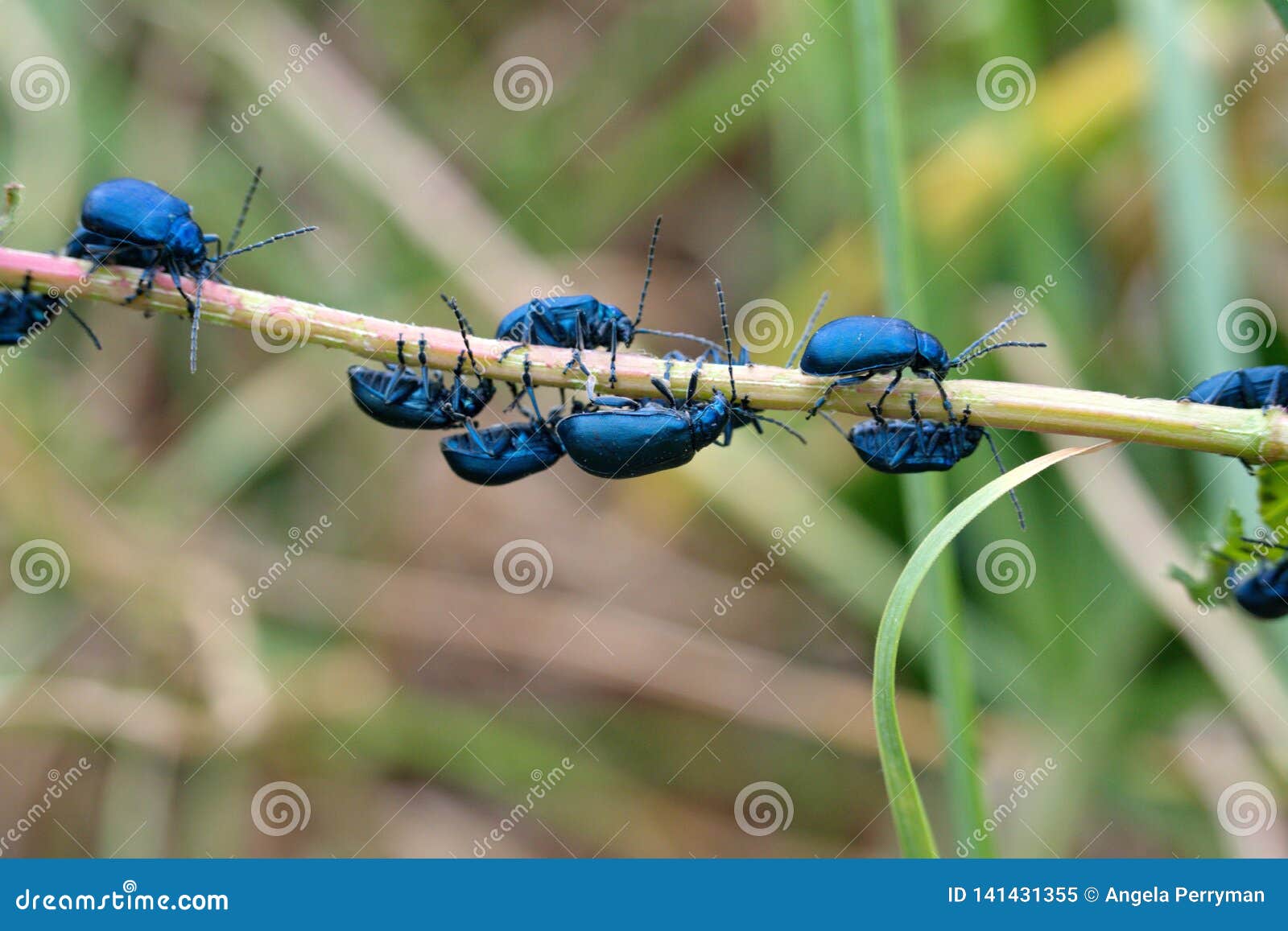 Blue beetles on a stick stock image. Image of stick - 141431355