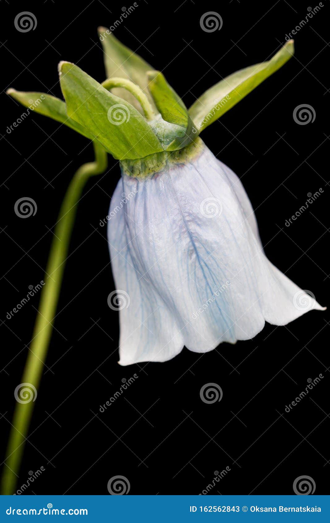 Blue Bell on Black Background Stock Image - Image of tenderness, white ...