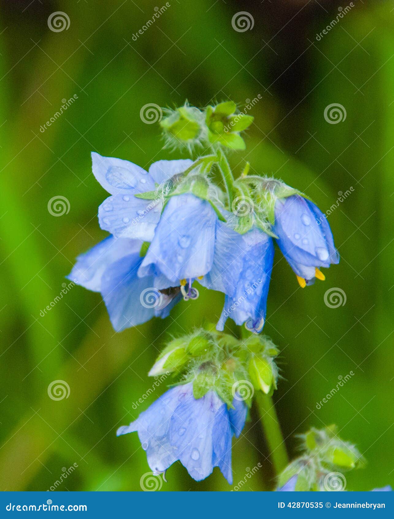 Blue Bell Flower stock image. Image of tepals, pastel - 42870535