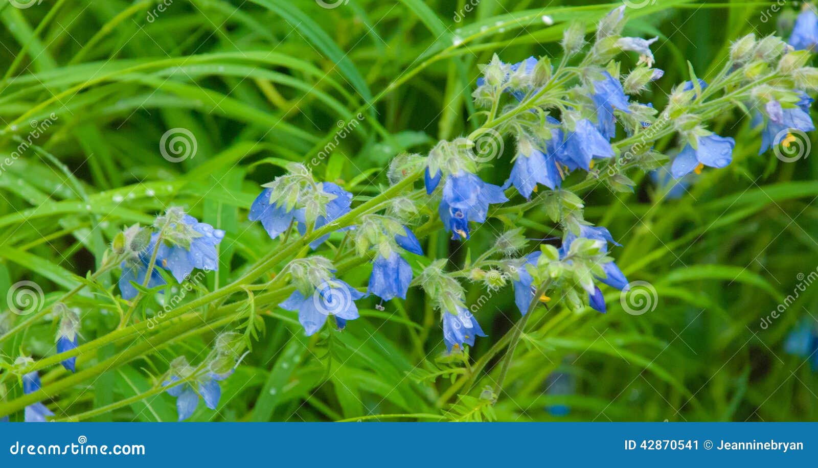 Blue Bell Flower stock image. Image of buds, cowslip - 42870541