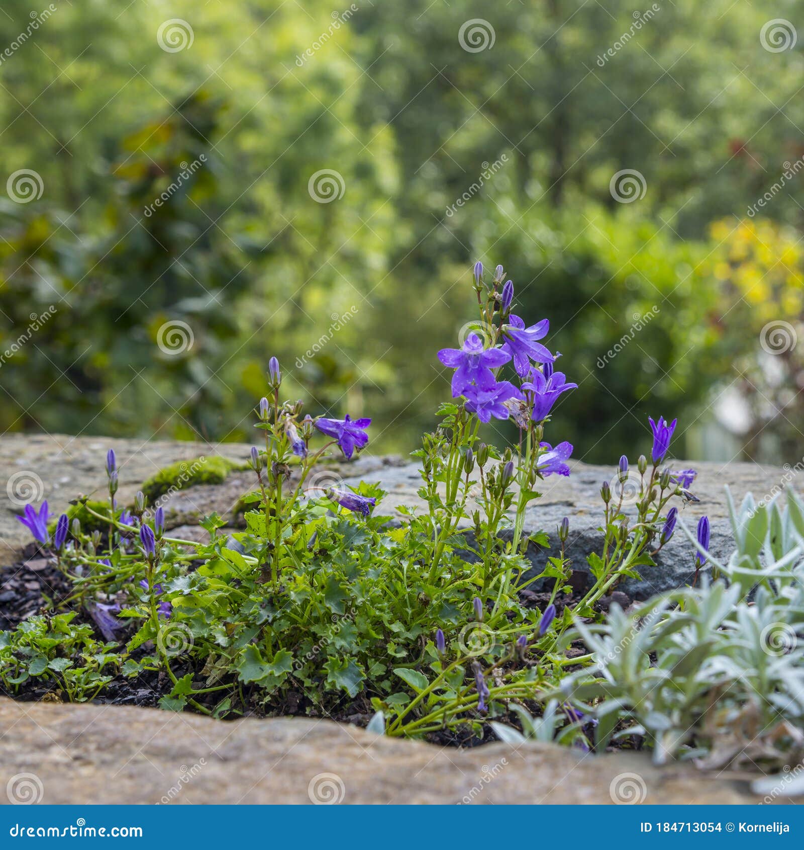 Blue bell flower campanula stock photo. Image of green - 184713054
