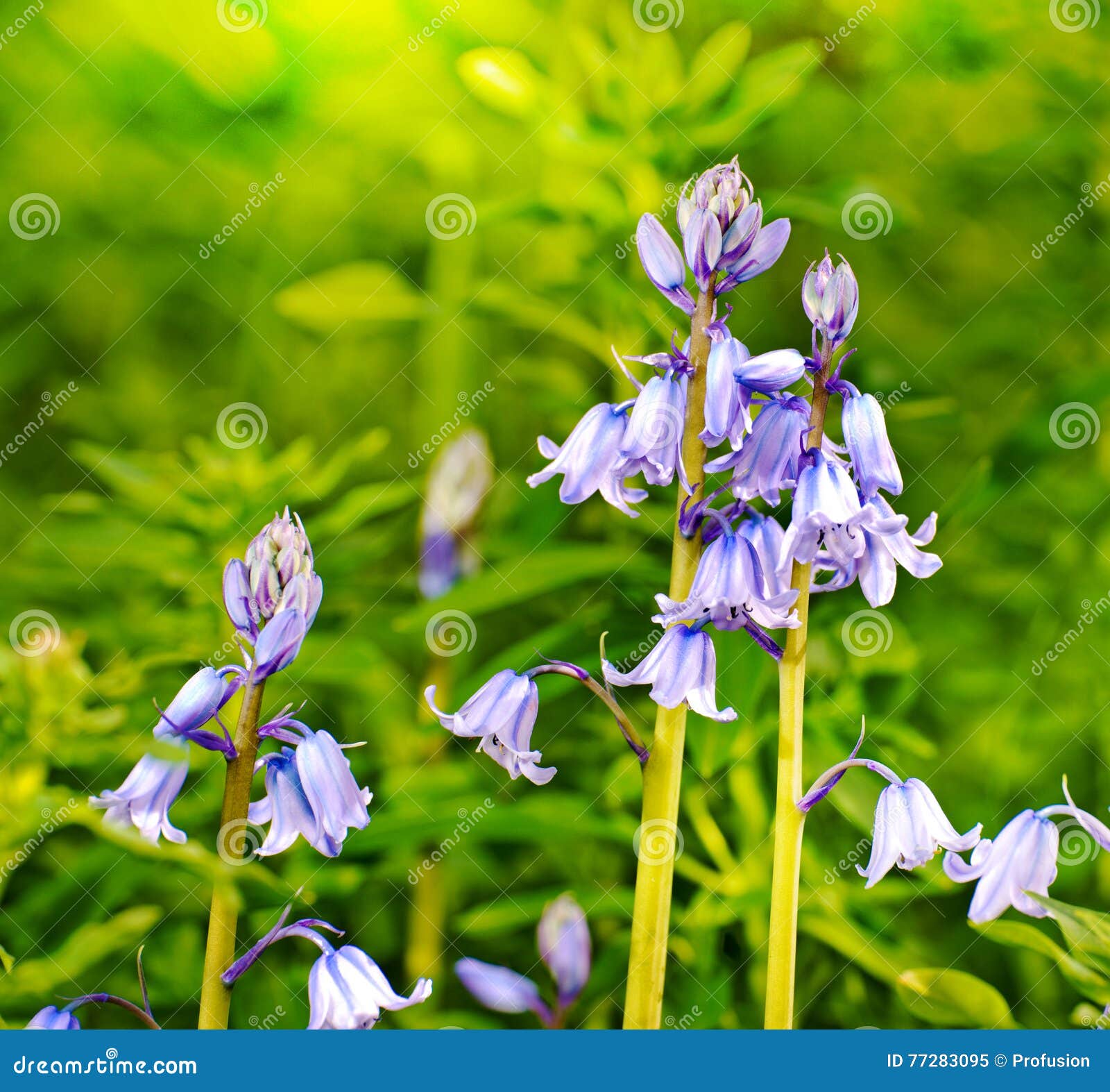 Blue Bell flower stock image. Image of season, spring - 77283095