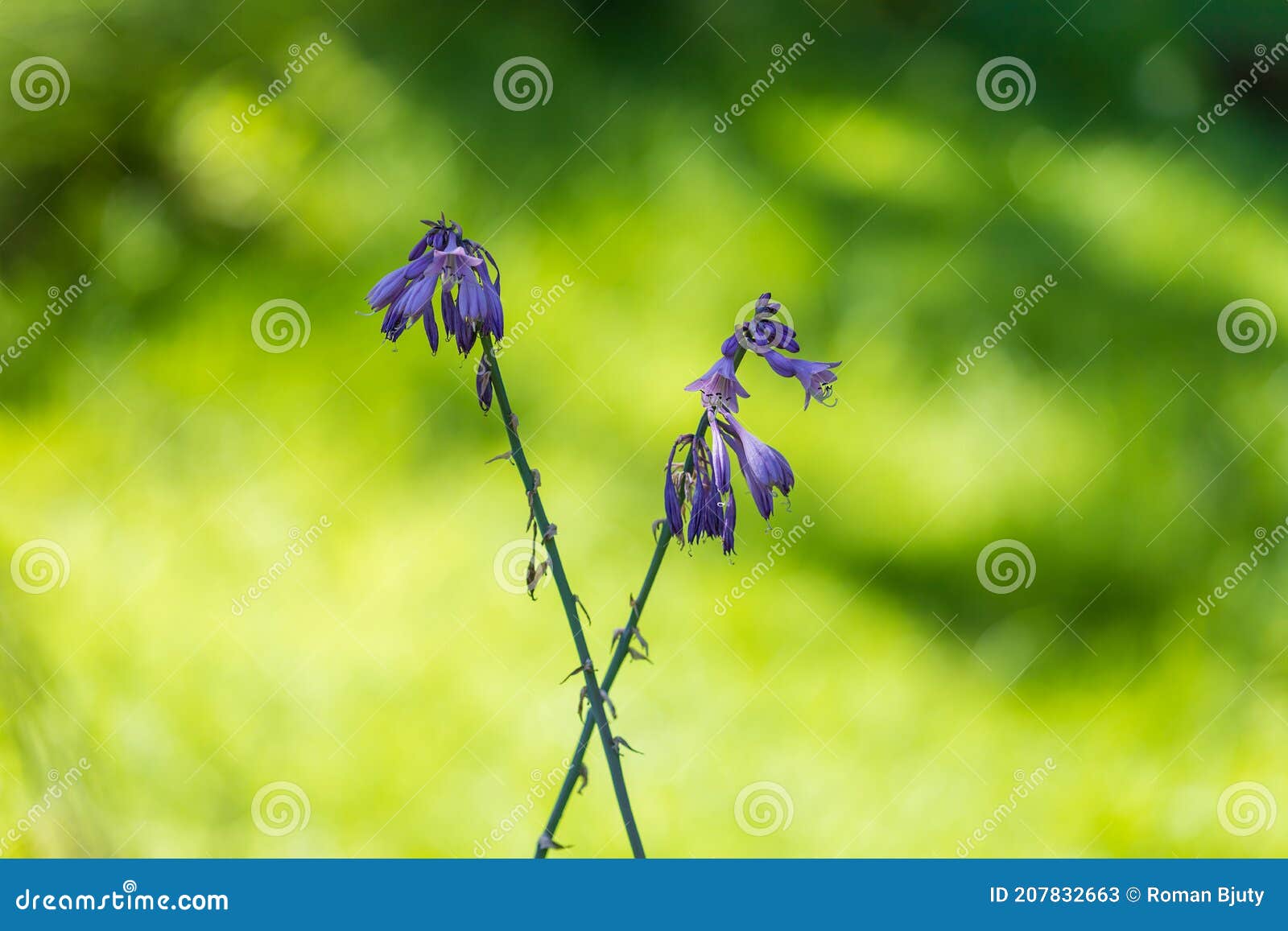 Blue Bell Flower on a Green Stem. the Background is Green Stock Image ...