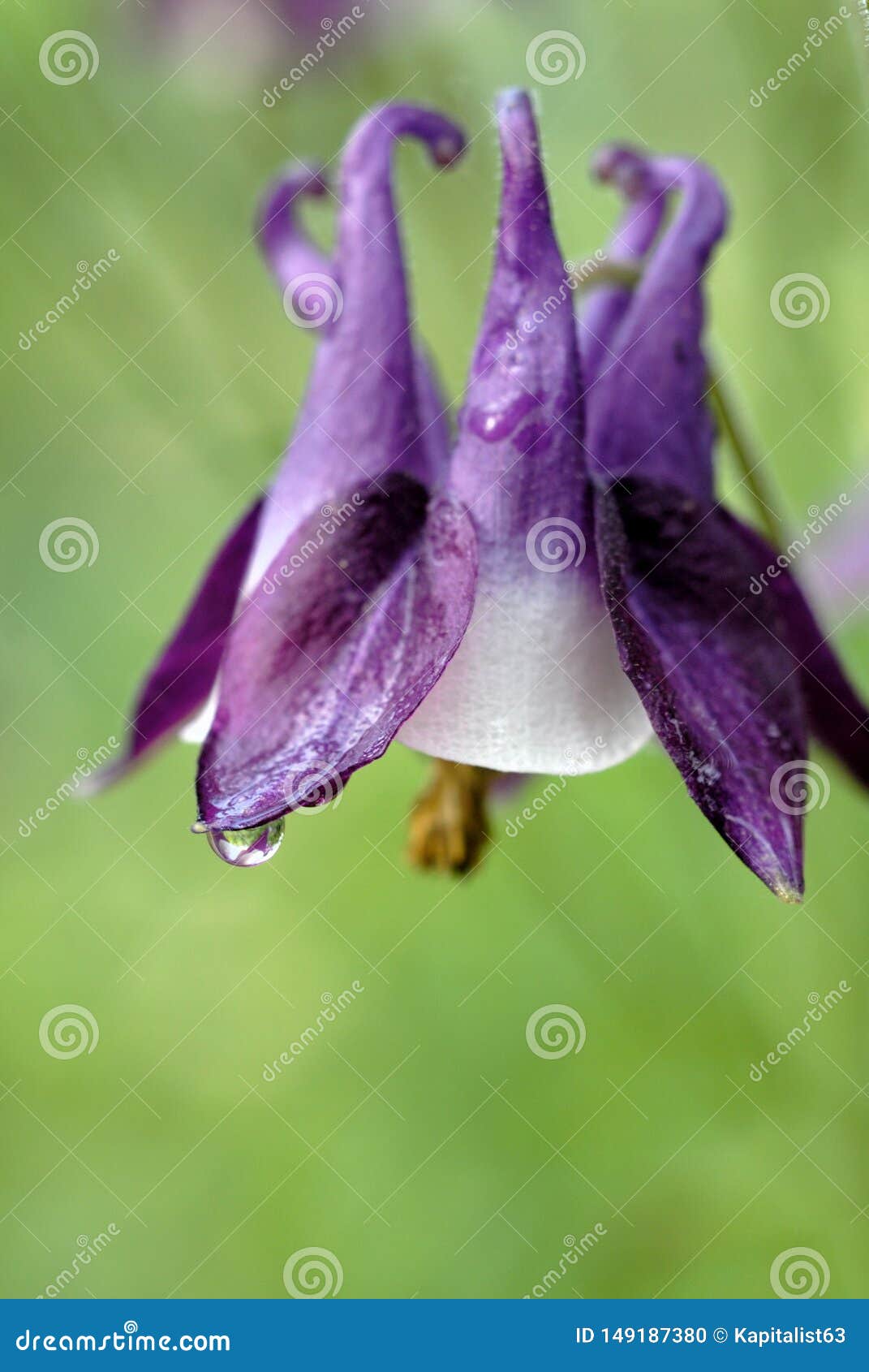 Blue Bell Flower with Water Drop Closeup Stock Photo - Image of ...