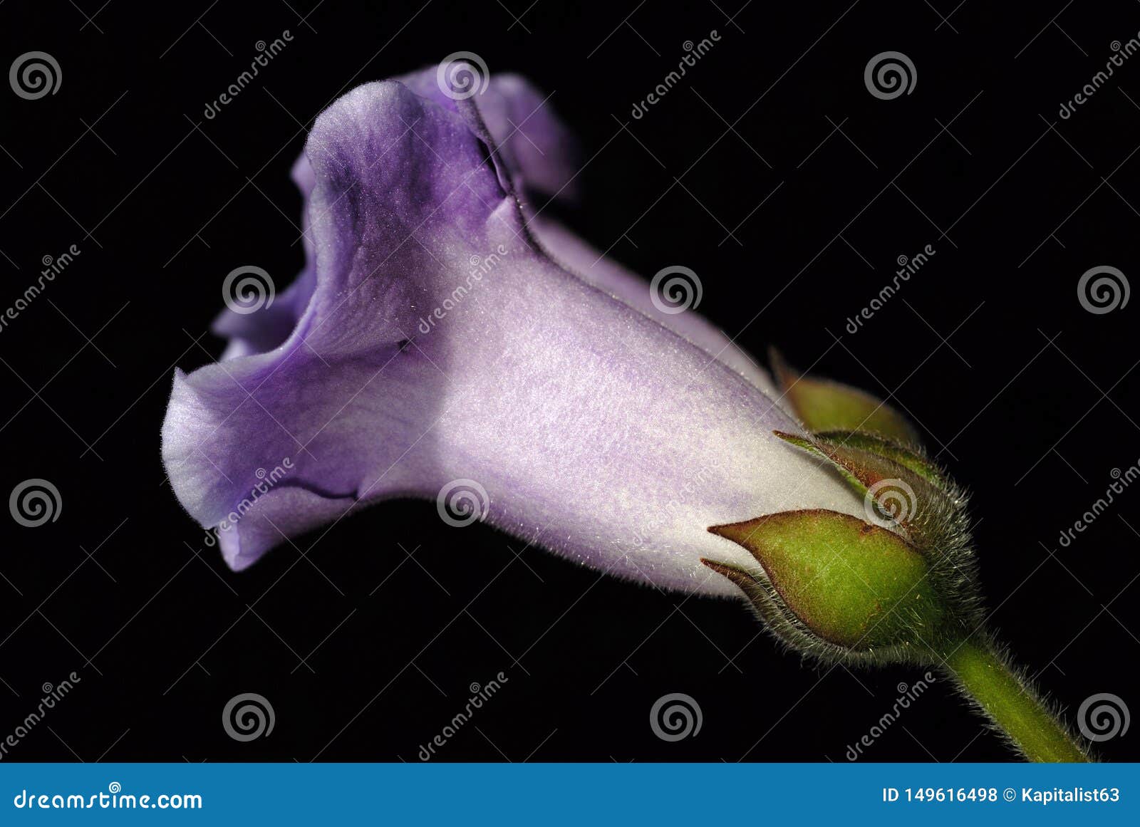 Blue Bell Flowering Opposite a Dark Background Stock Photo - Image of ...