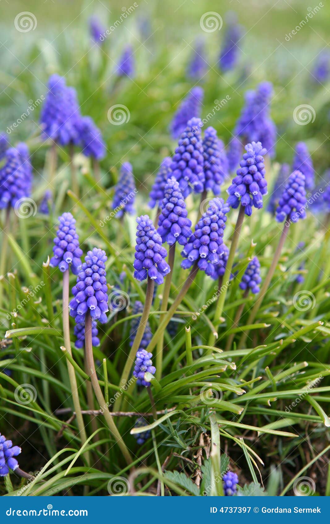 Blue bell flowers stock image. Image of bunch, horticulture - 4737397