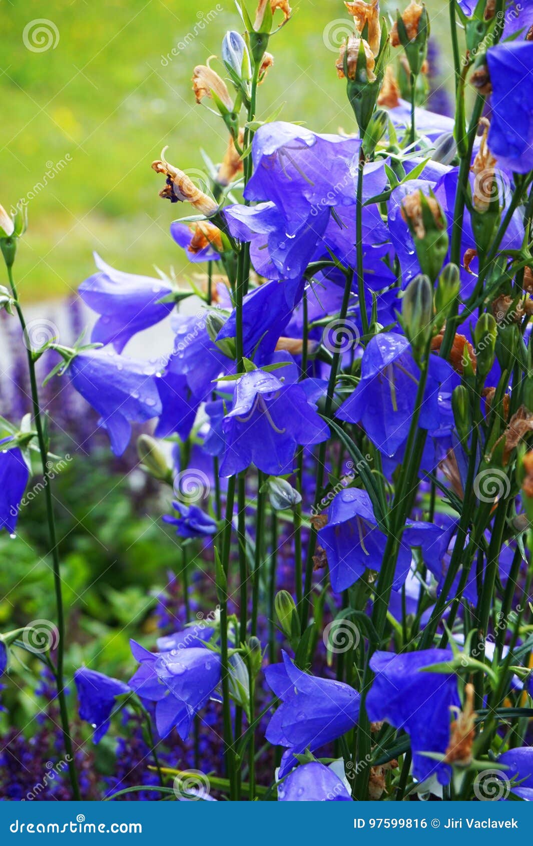 Blue bell flowers stock photo. Image of bloom, blooming - 97599816