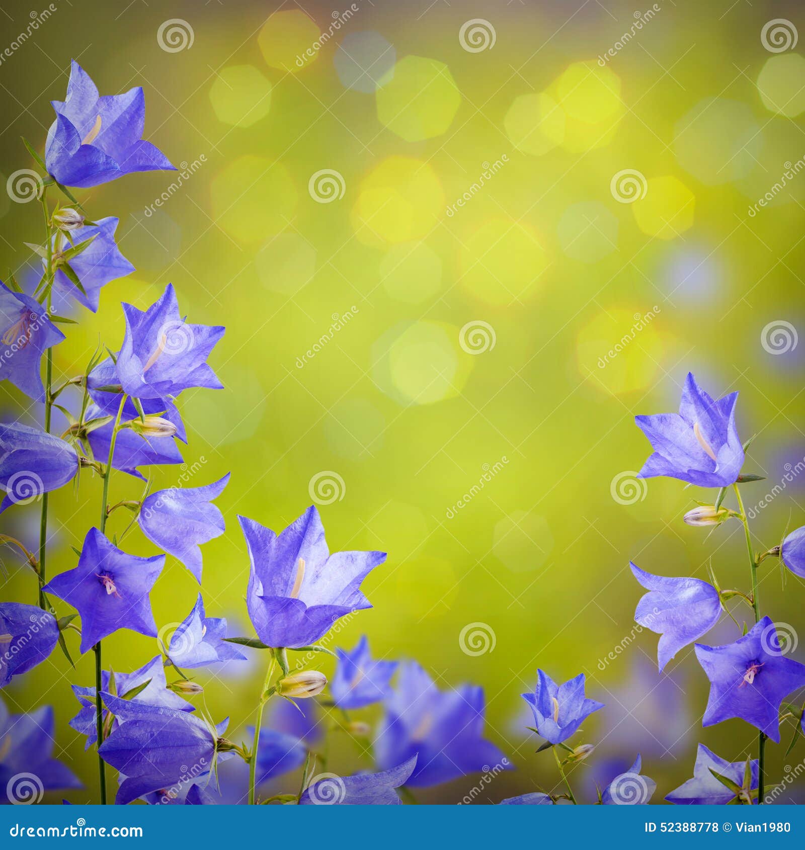 Blue Bell Flowers Background_3 Stock Photo - Image of summer ...