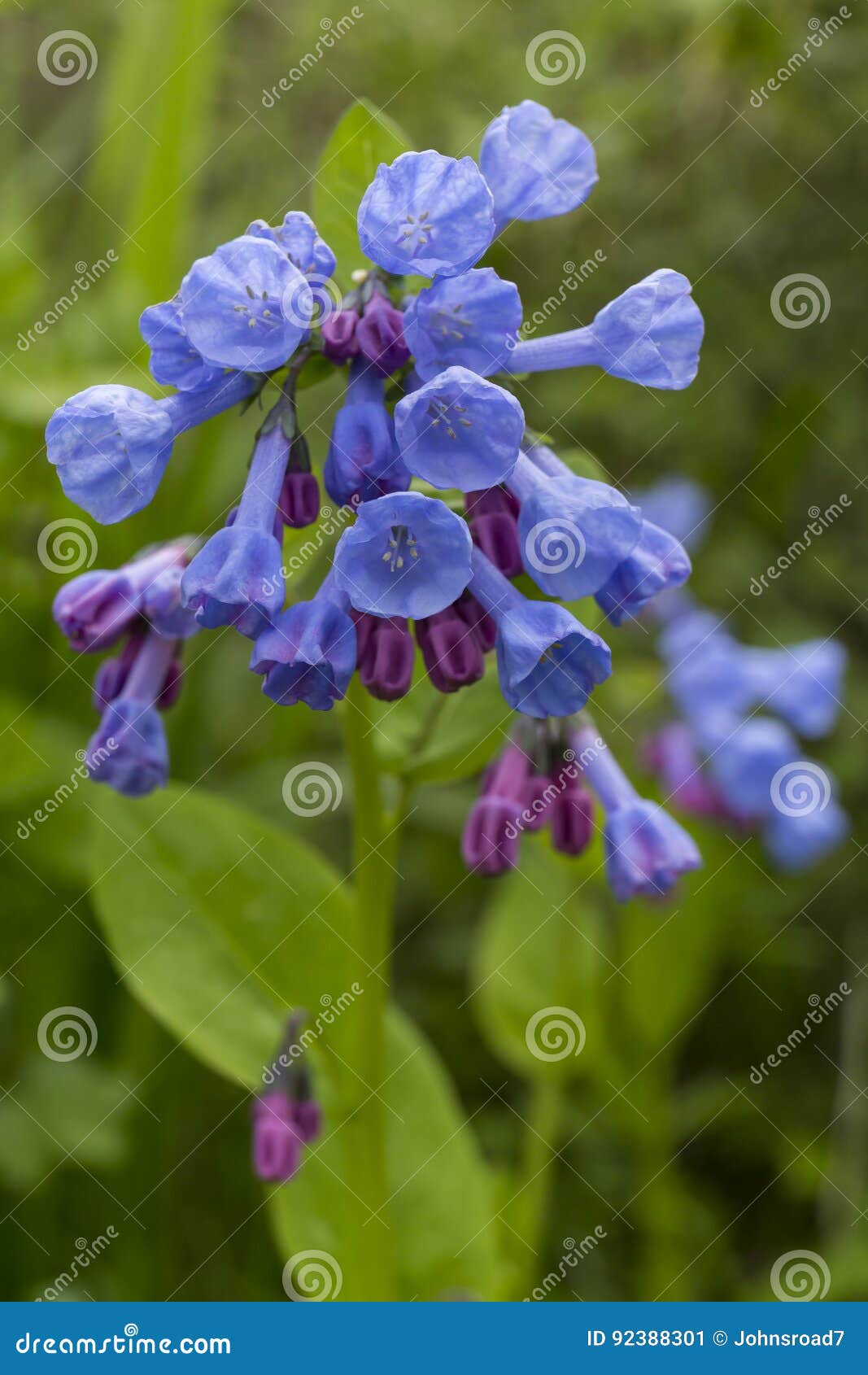 Blue Bell Flowers stock image. Image of bluebell, scenery - 92388301