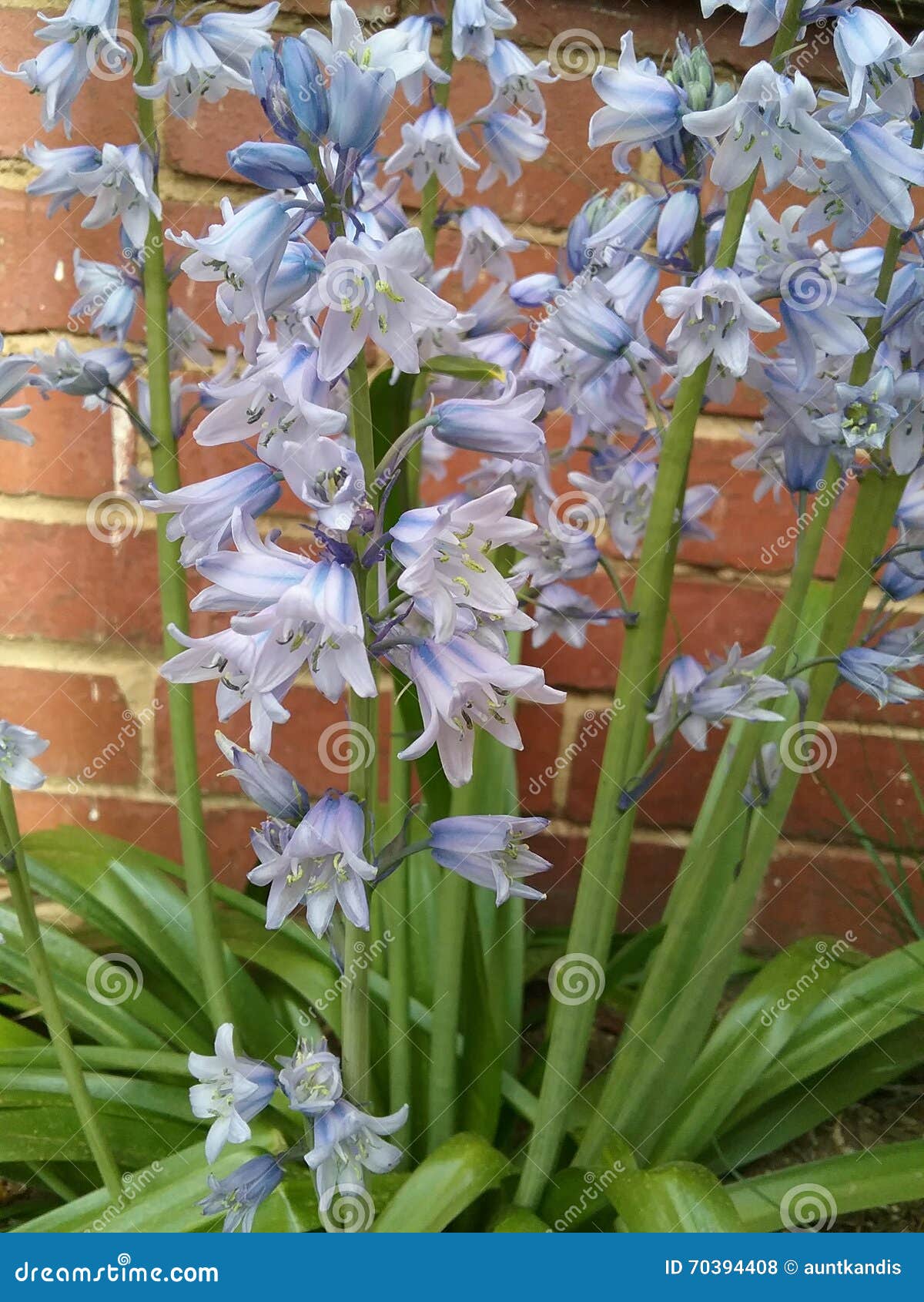Blue Bell Flowers stock photo. Image of love, flowers - 70394408