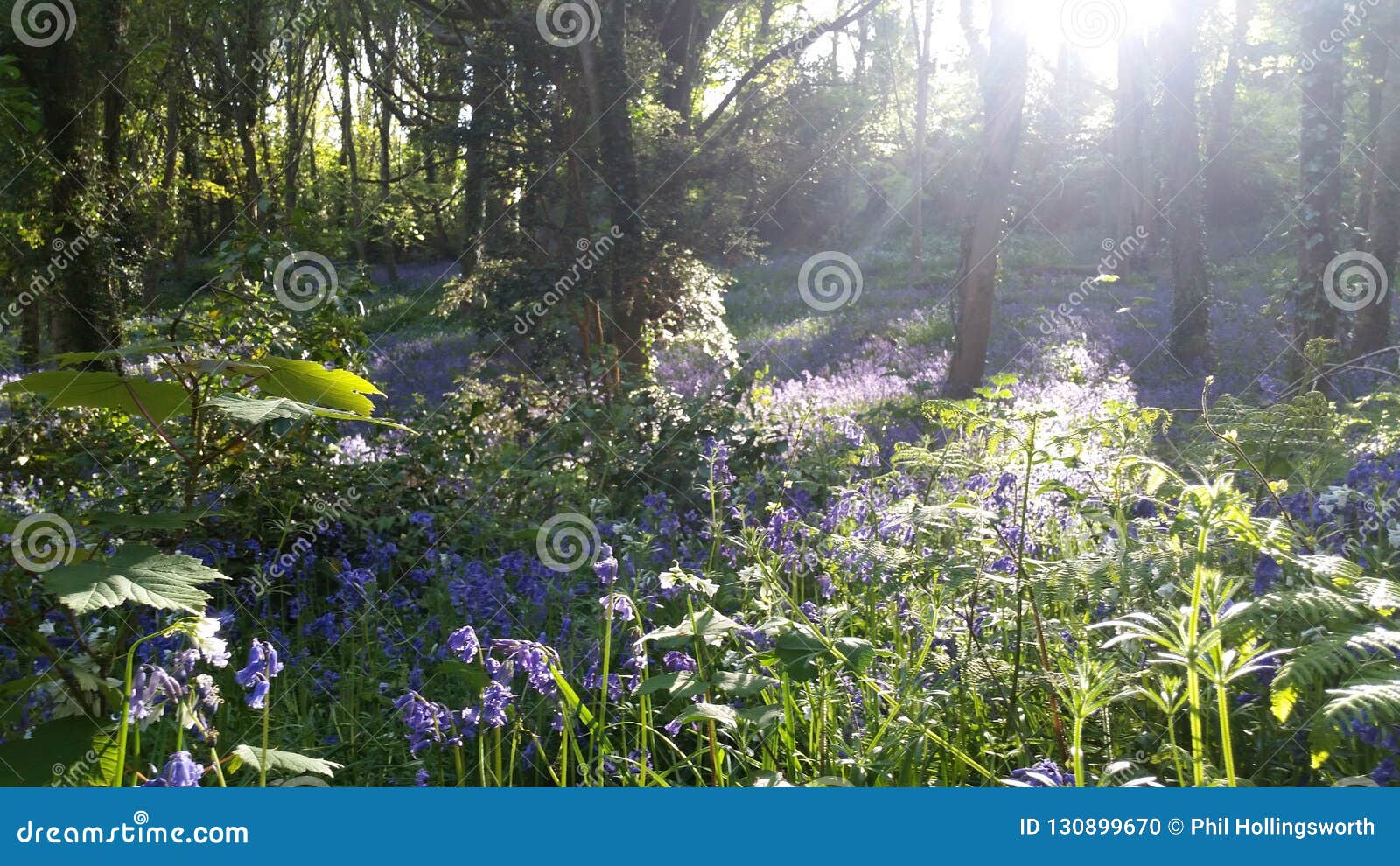 Blue bell forest stock photo. Image of nature, bell - 130899670