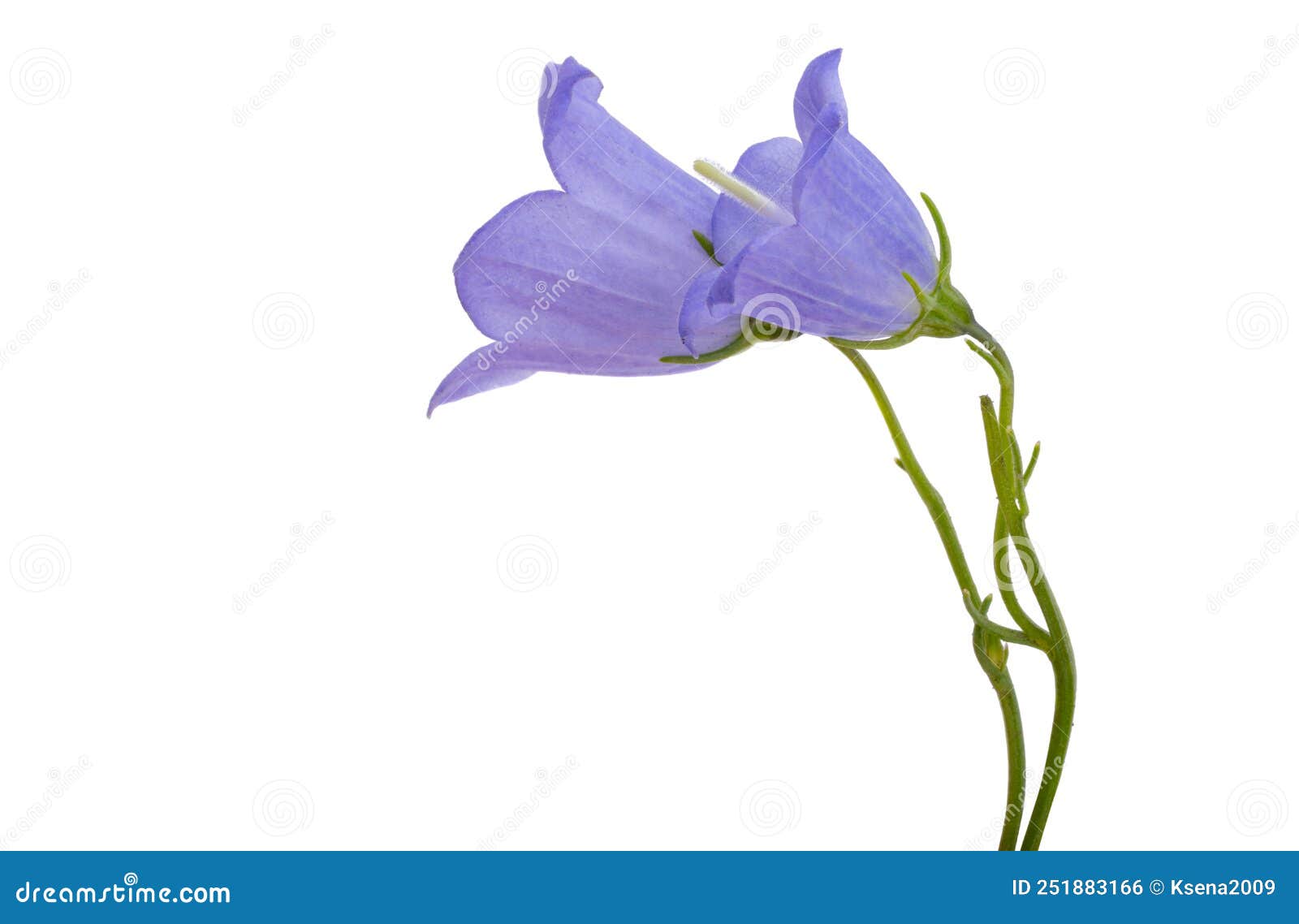 Blue bell isolated stock photo. Image of floral, white - 251883166
